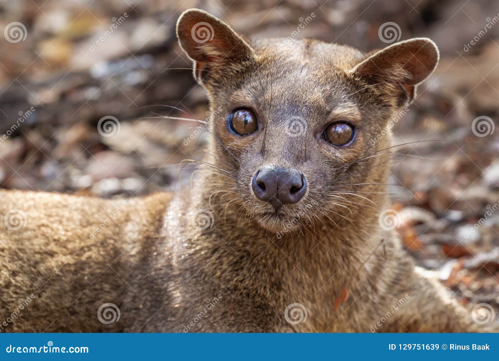 Malagasy Fossa stock image. Image of kirindy, morondava - 129751639 Malagasy Fossa stock image. Image of kirindy, morondava - 129751639