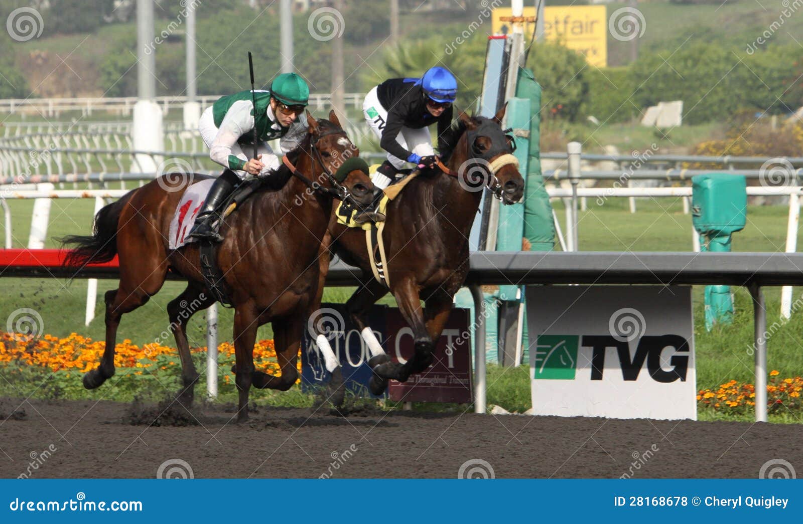 Close Finish! editorial stock photo. Image of gallop - 28168678