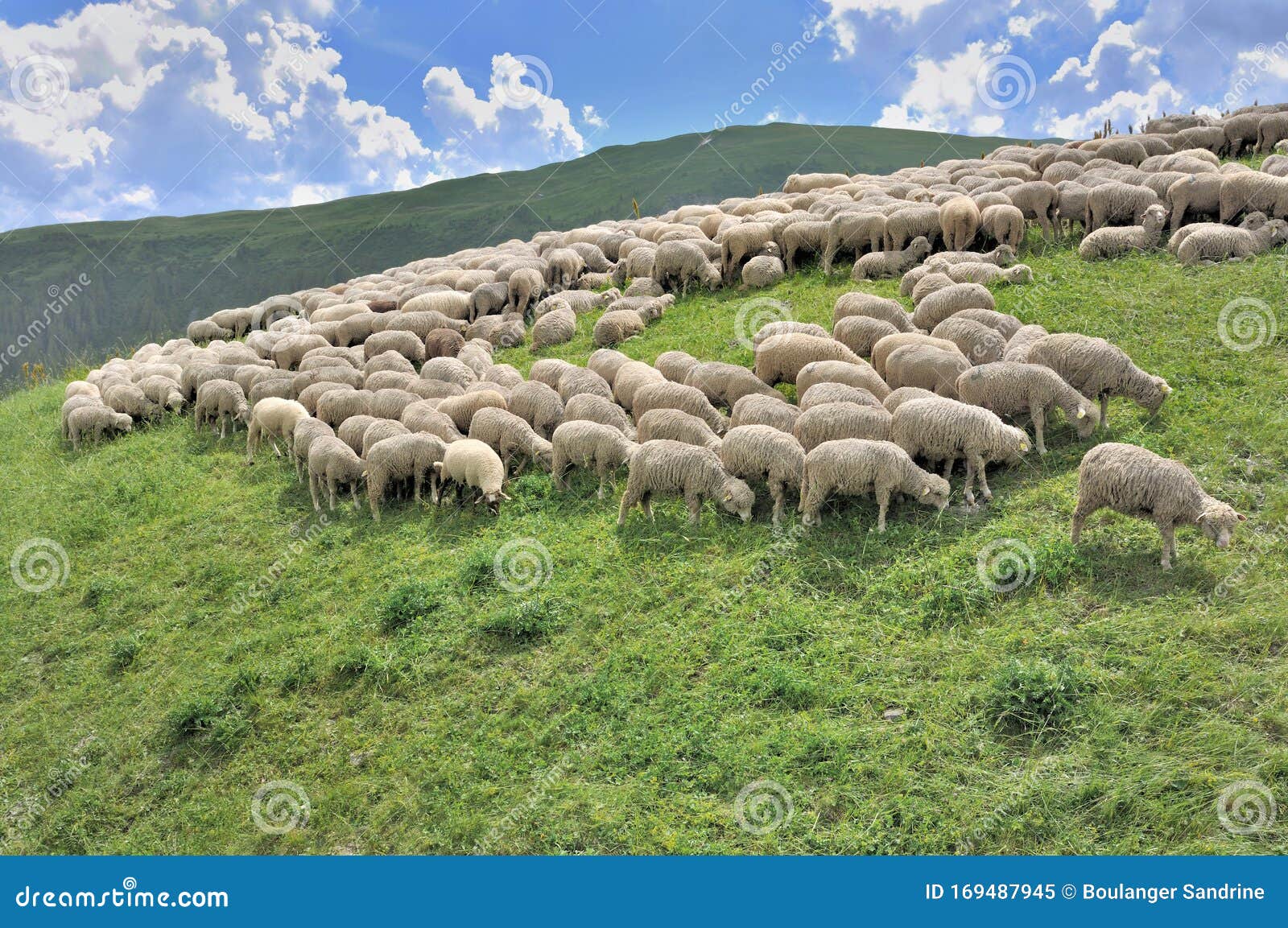 Flock of Sheep Grazing in Alpine Mountain Stock Image - Image of close ... Flock of Sheep Grazing in Alpine Mountain Stock Image - Image of close ...