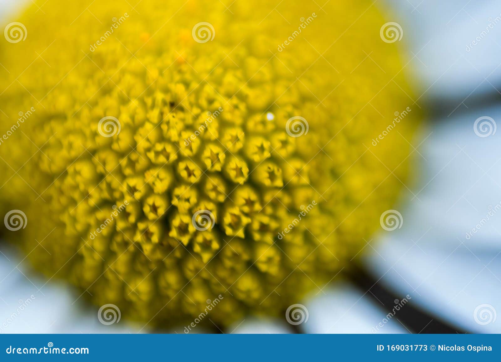 Close Flower with a Big Boke Stock Image - Image of close ...