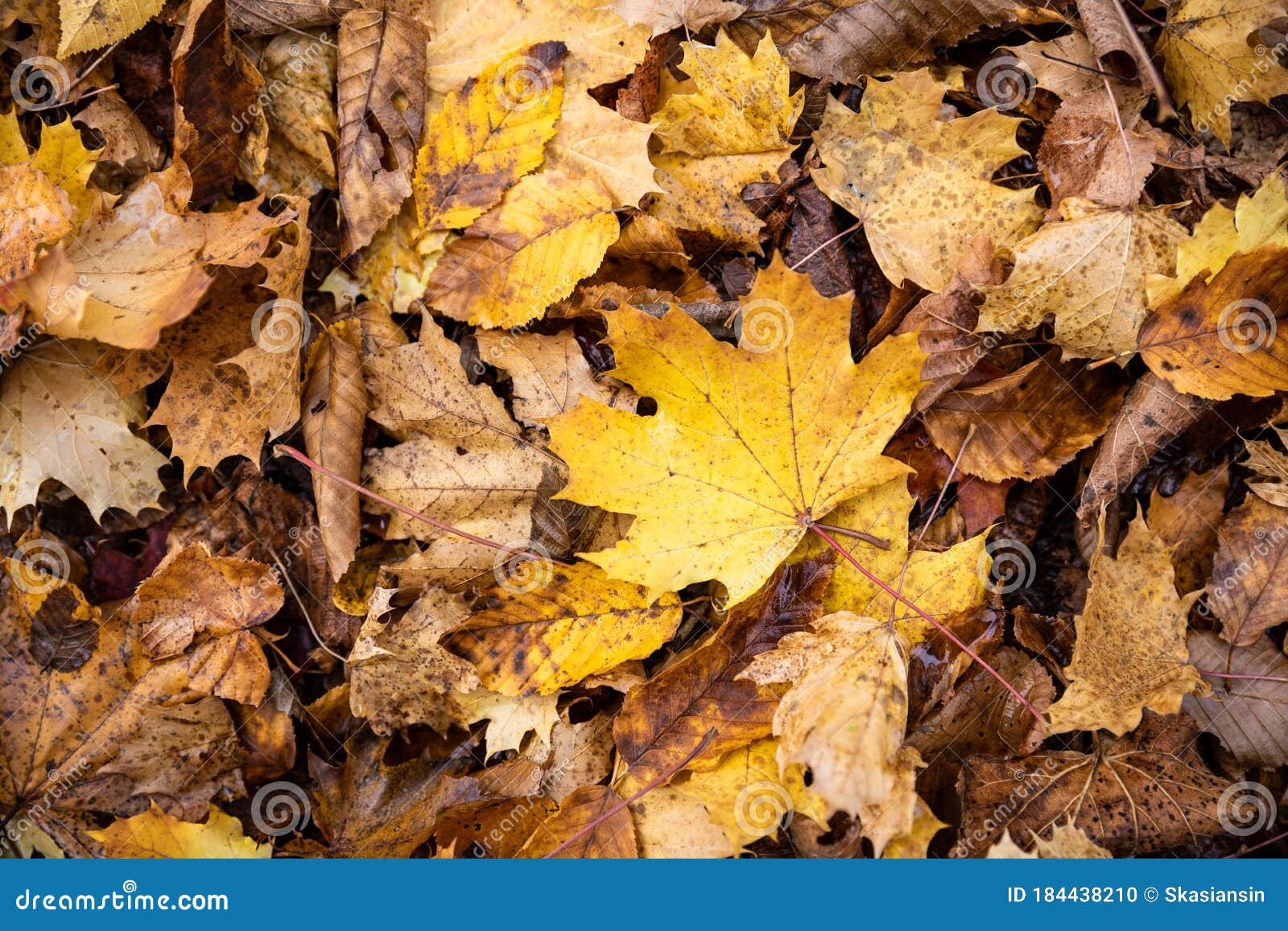 Close Focus on Brown Maple Leaves on Ground in Autumn Stock Photo ...