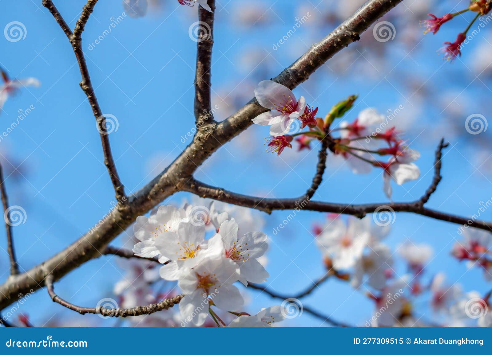 Close Focus on Cherry Blossom (Sakura Tree Flower) and Solf Blur ...