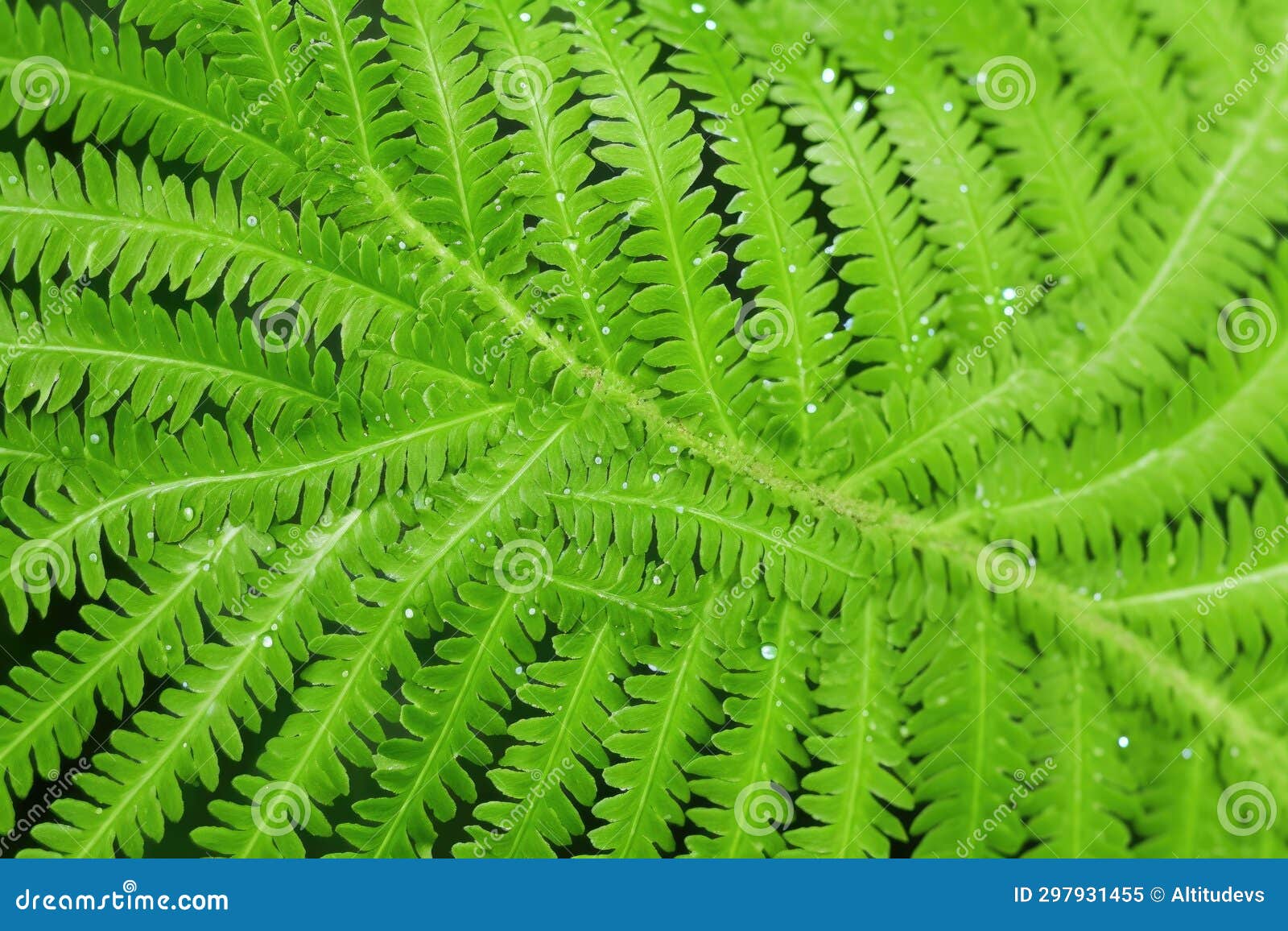 Close Focus on Fern Leaf Pattern Stock Image - Image of green, detail ...