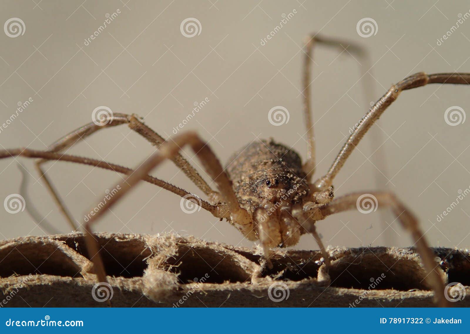 Close Frame Of A Daddy Long Legs Stock Photo | CartoonDealer.com #78917322