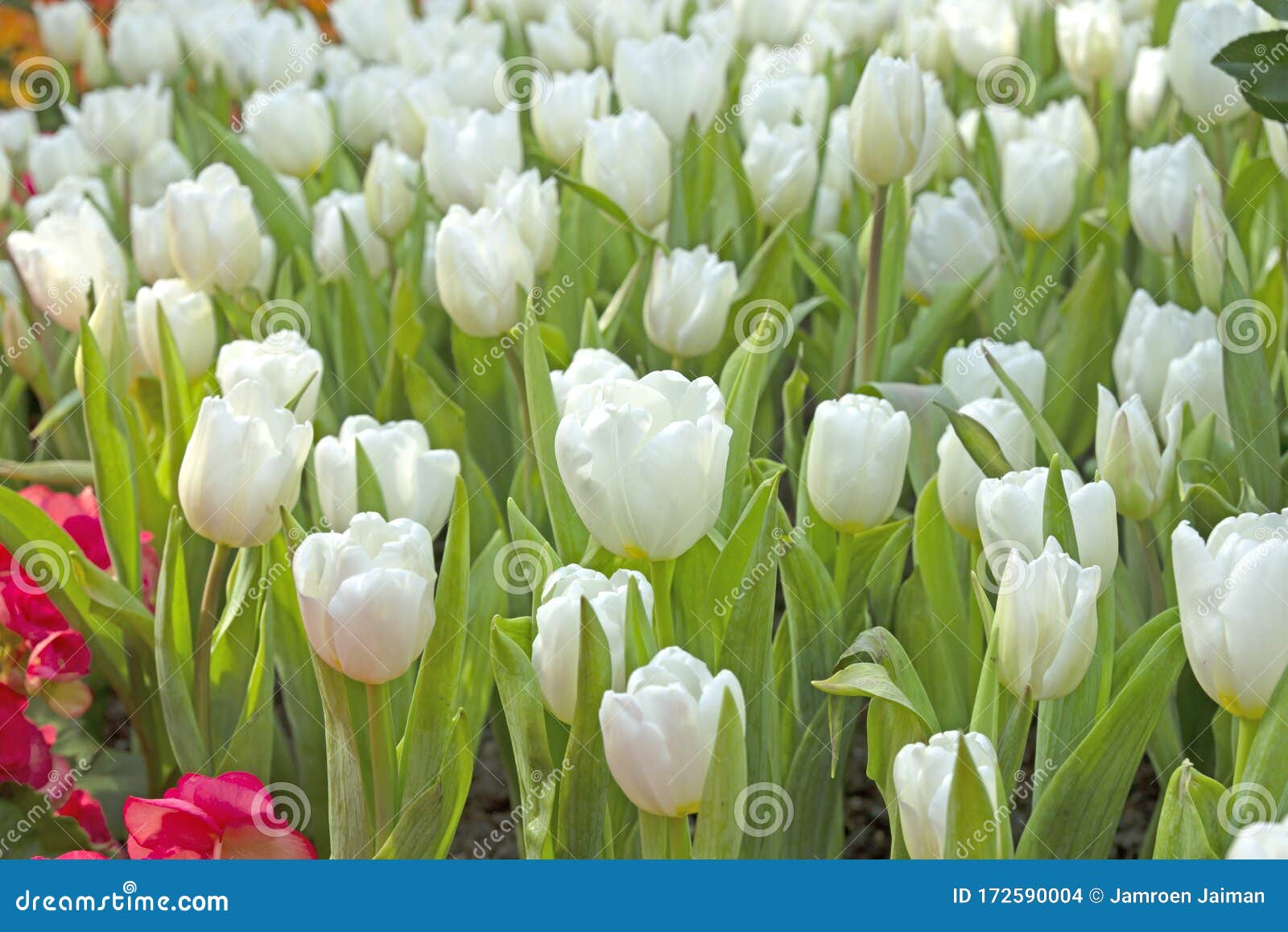 Close Fresh White Tulip in Field. Tulips in Spring Time Stock Photo ...