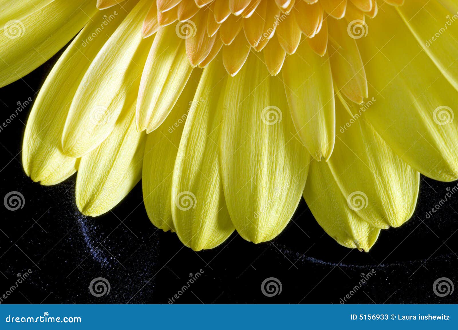 Close Gerber Daisy on Velvet Stock Image - Image of colour, delicate ...