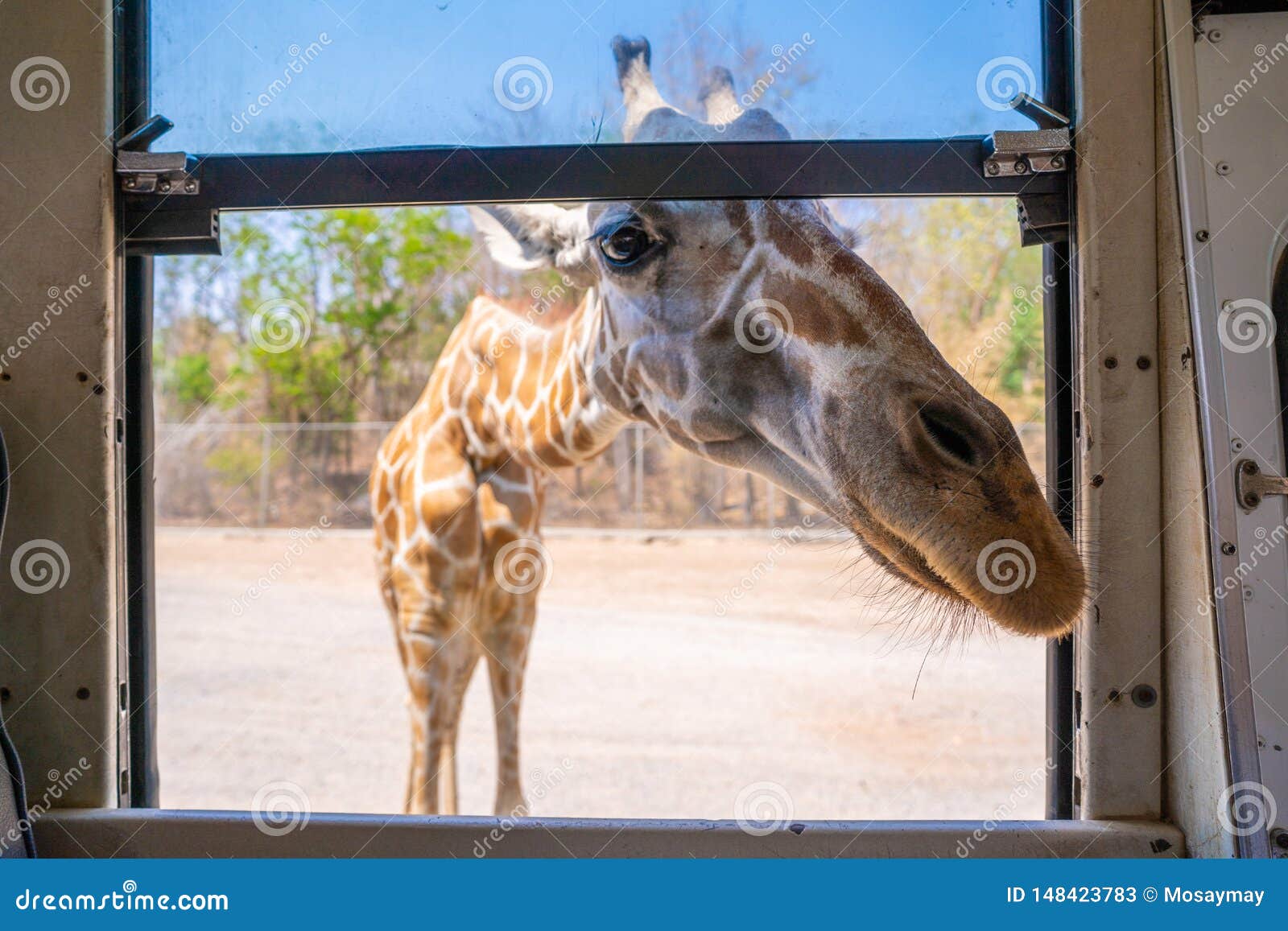 Close Up Vie Of Sad Giraffe Crying In A Spanish Zoo Stock Photography ...