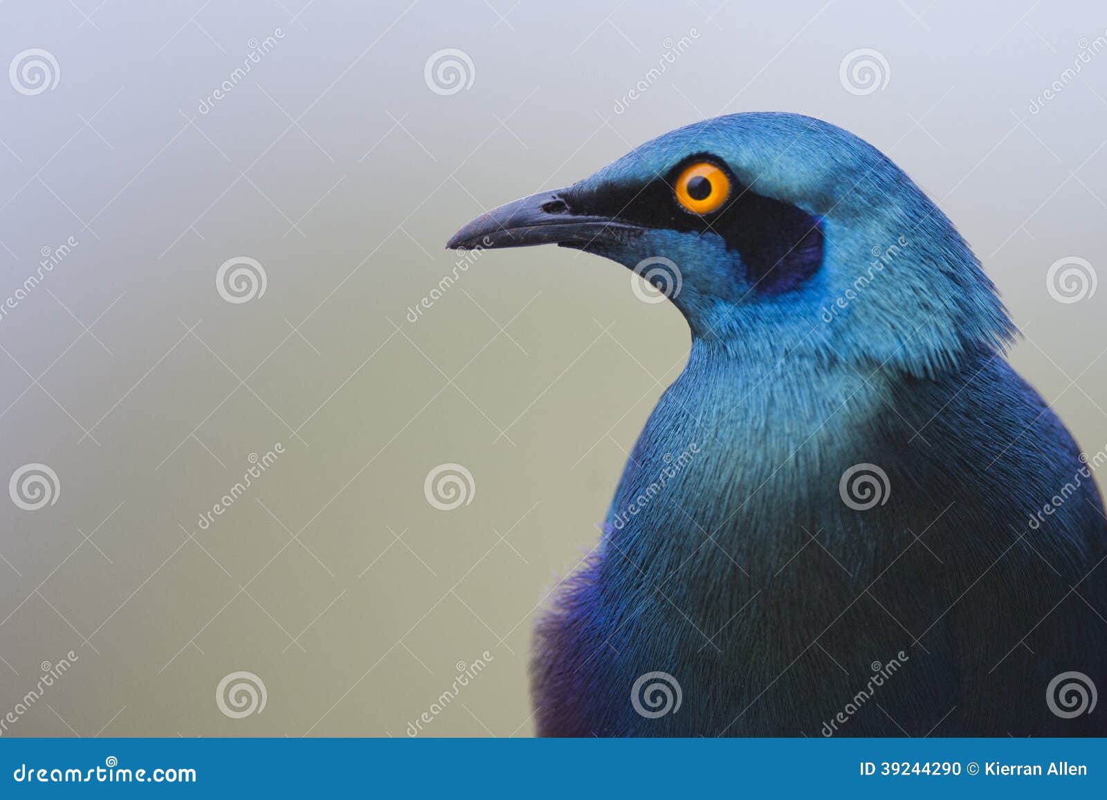 In Close with a Glossy Starling Stock Photo - Image of bird, glossy ...