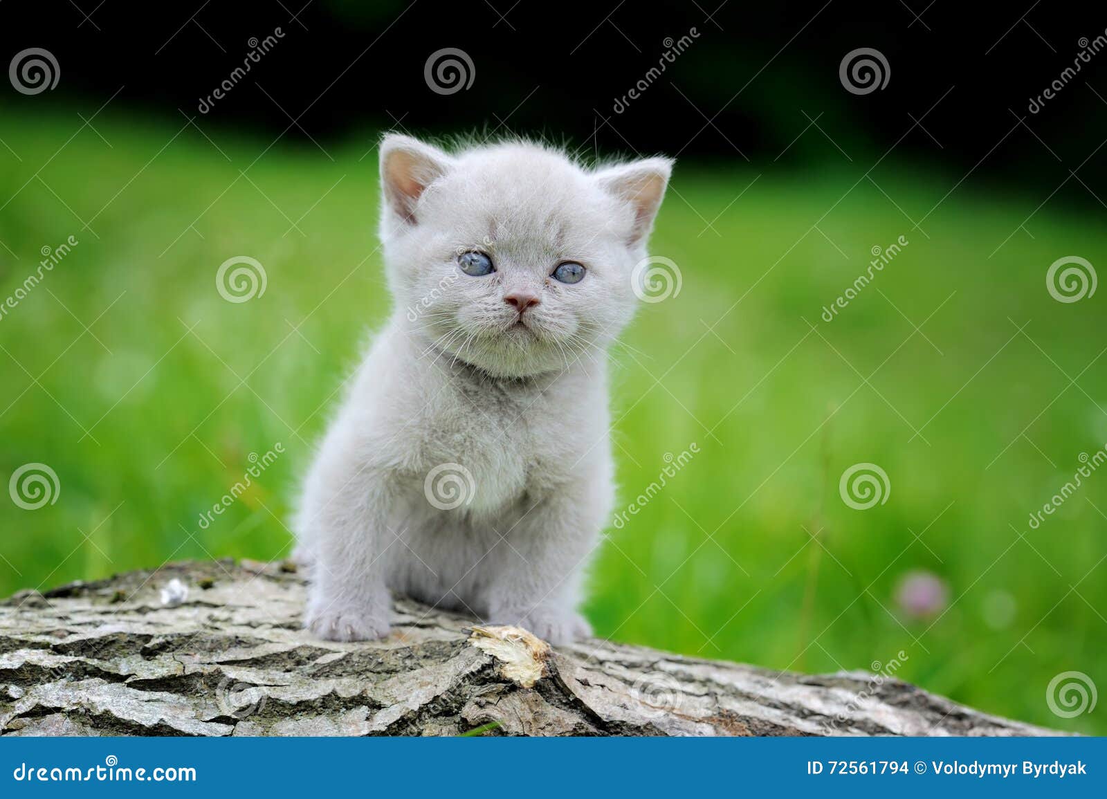Close gray kitten on tree stock photo. Image of beautiful - 72561794