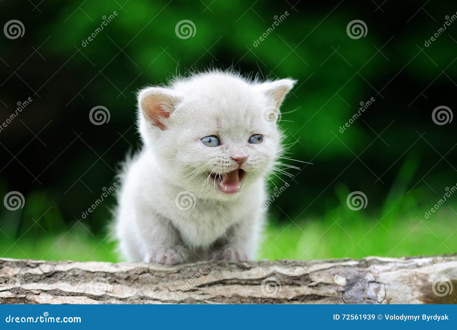 Close gray kitten on tree stock image. Image of nature - 72561939