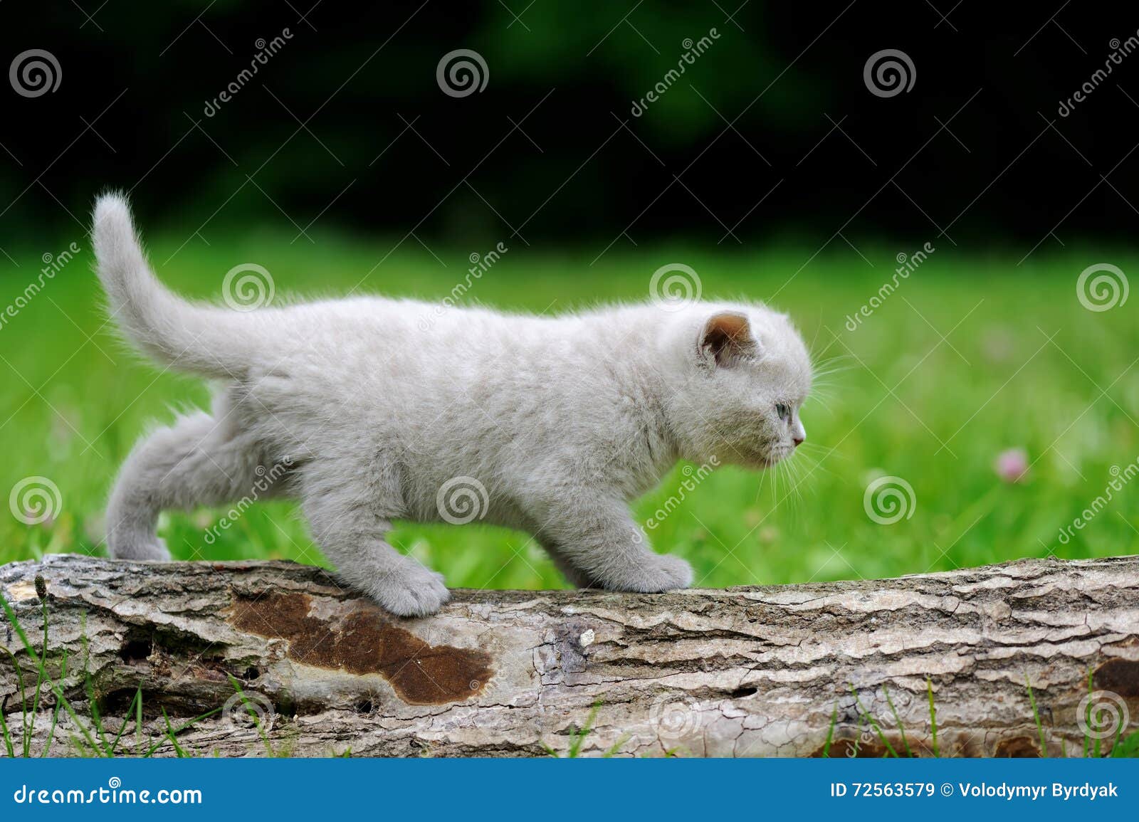 Close gray kitten on tree stock image. Image of fold - 72563579