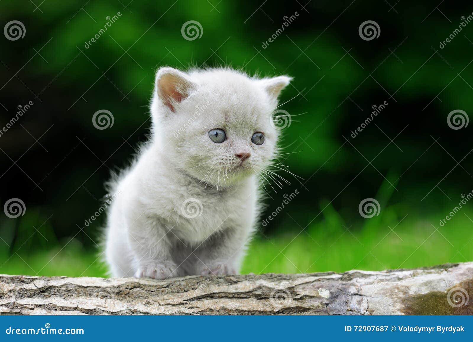 Close gray kitten on tree stock image. Image of furry - 72907687
