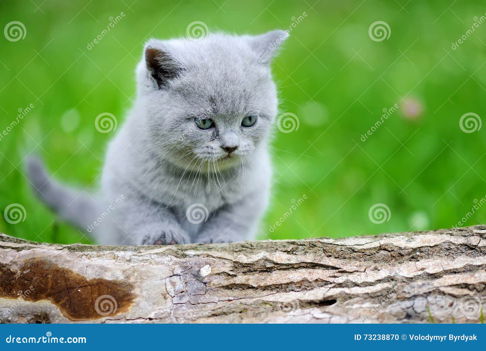 Close gray kitten on tree stock photo. Image of adorable - 73238870