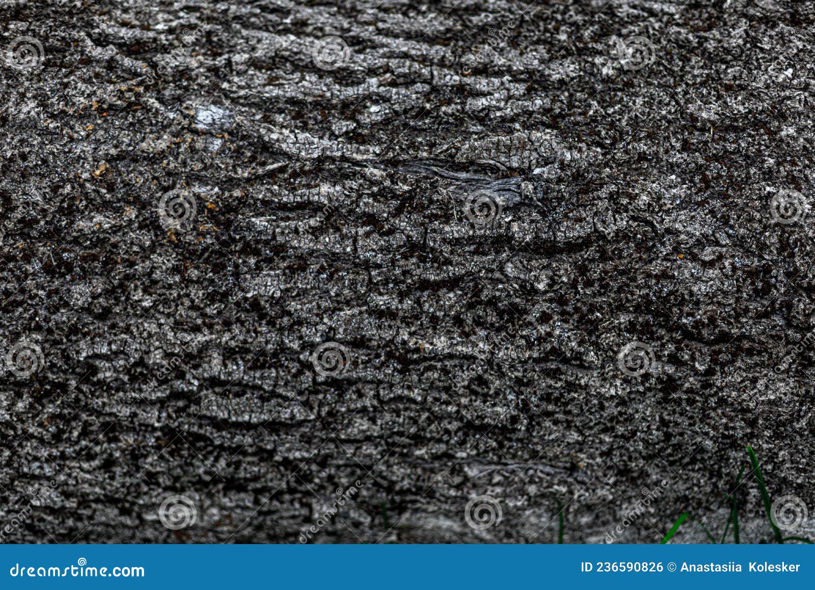 Close Gray Texture of Dry Tree Bark. Stock Photo - Image of pebble ...