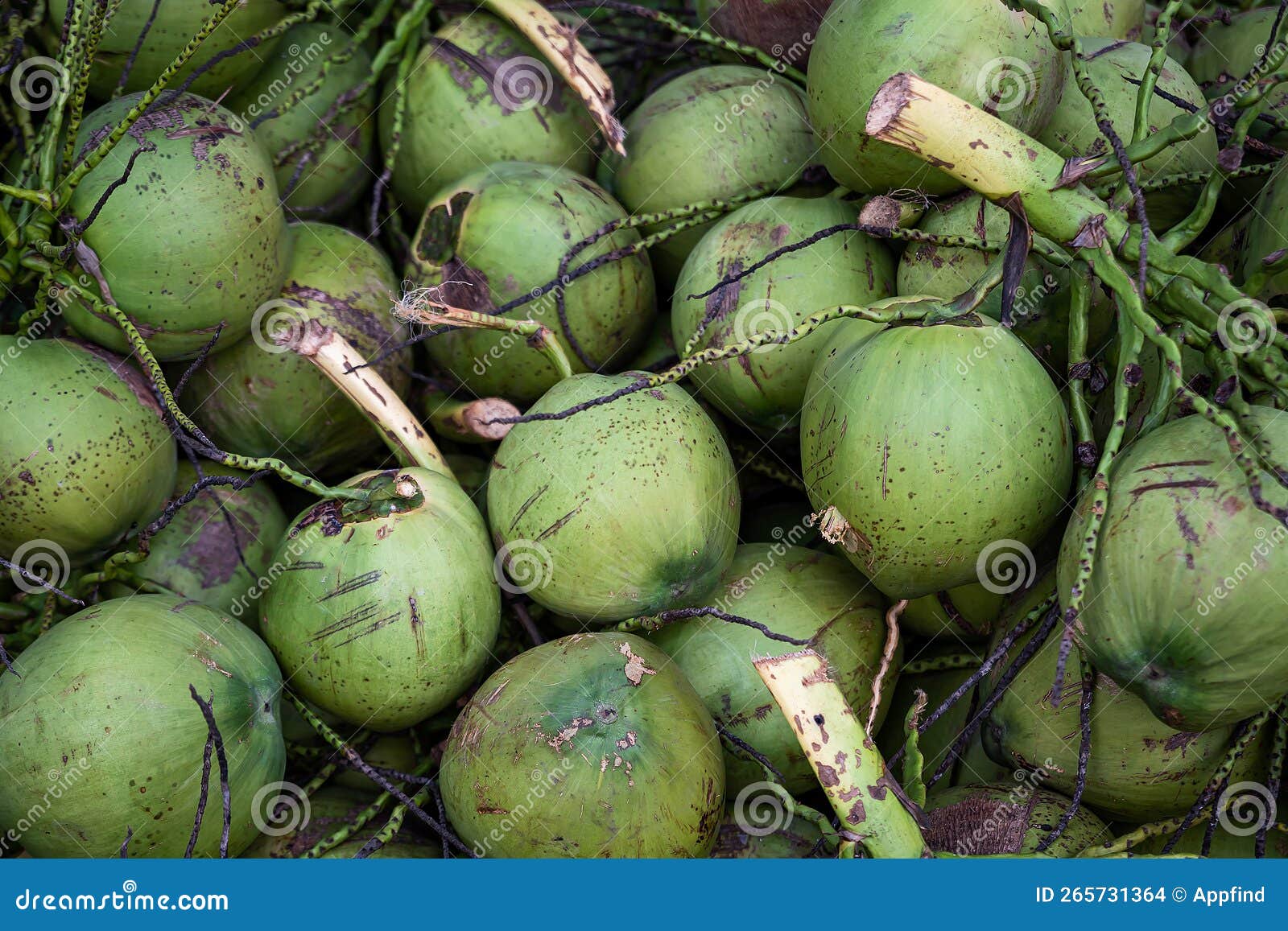 Close green coconut bunch stock photo. Image of garden - 265731364