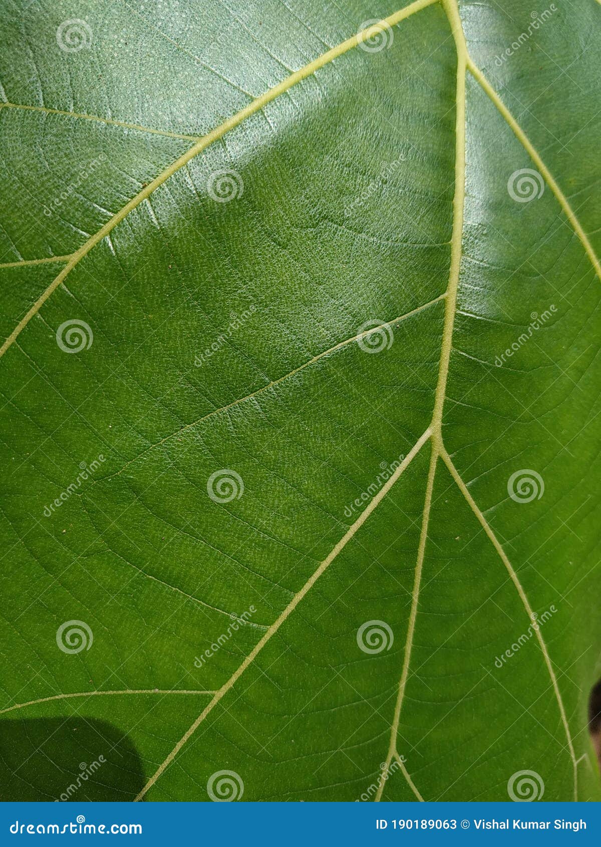 Close Green Leaf Texture Stock Photo Stock Image - Image of nature ...