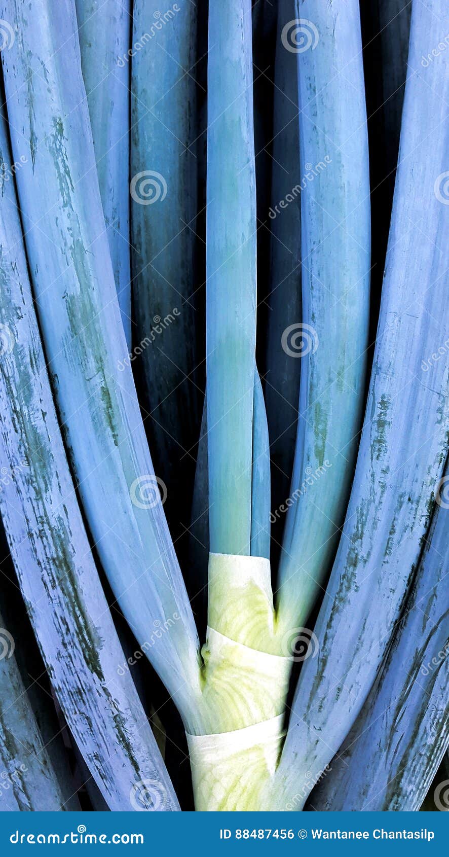 Close of of Green Spring Onion or Scallion Stock Photo - Image of salad ...