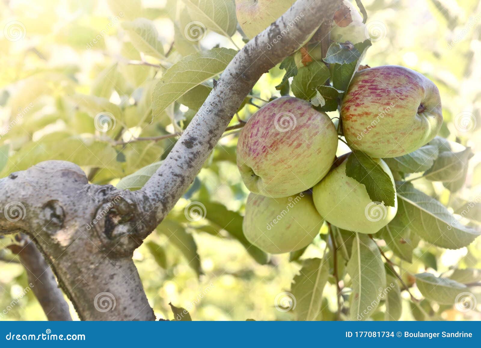 Apples Growing in the Tree on Sunny Light in the Foliage Stock Photo ...