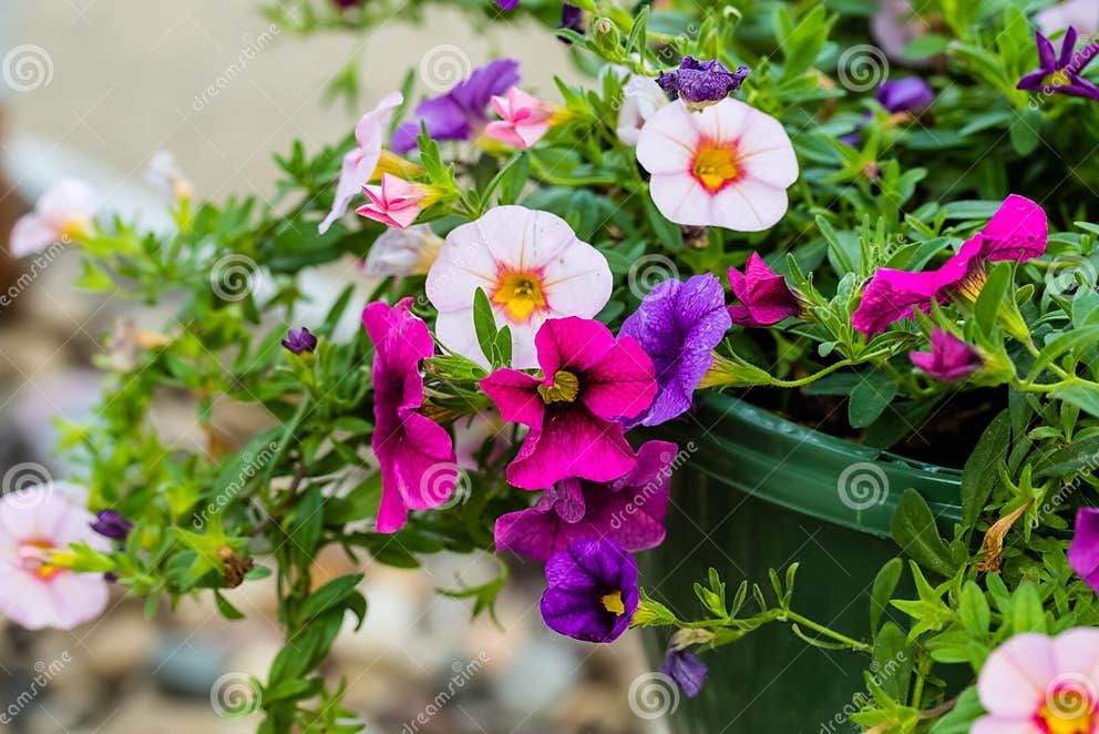 Close of of a Hanging Basket of Multi Colored Calibrachoa Stock Image ...