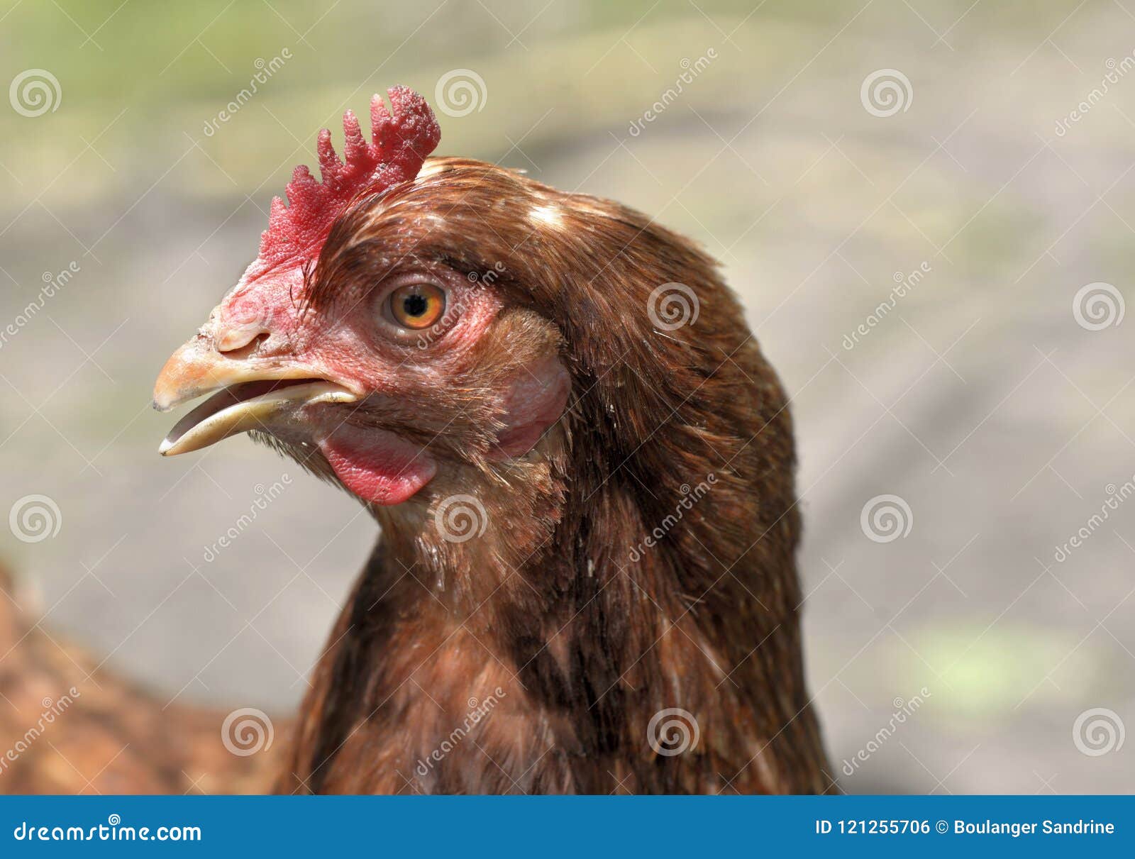 Portrait of a red hen stock photo. Image of farming - 121255706