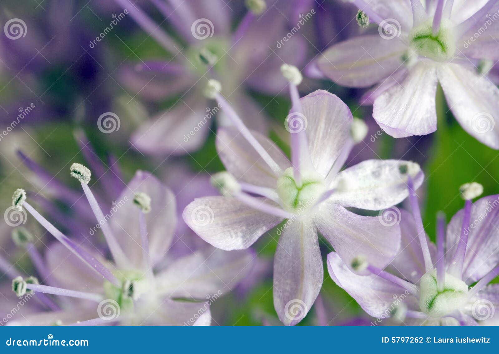 Close Himalayan Primrose Prl Stock Photo - Image of circles, colorful ...