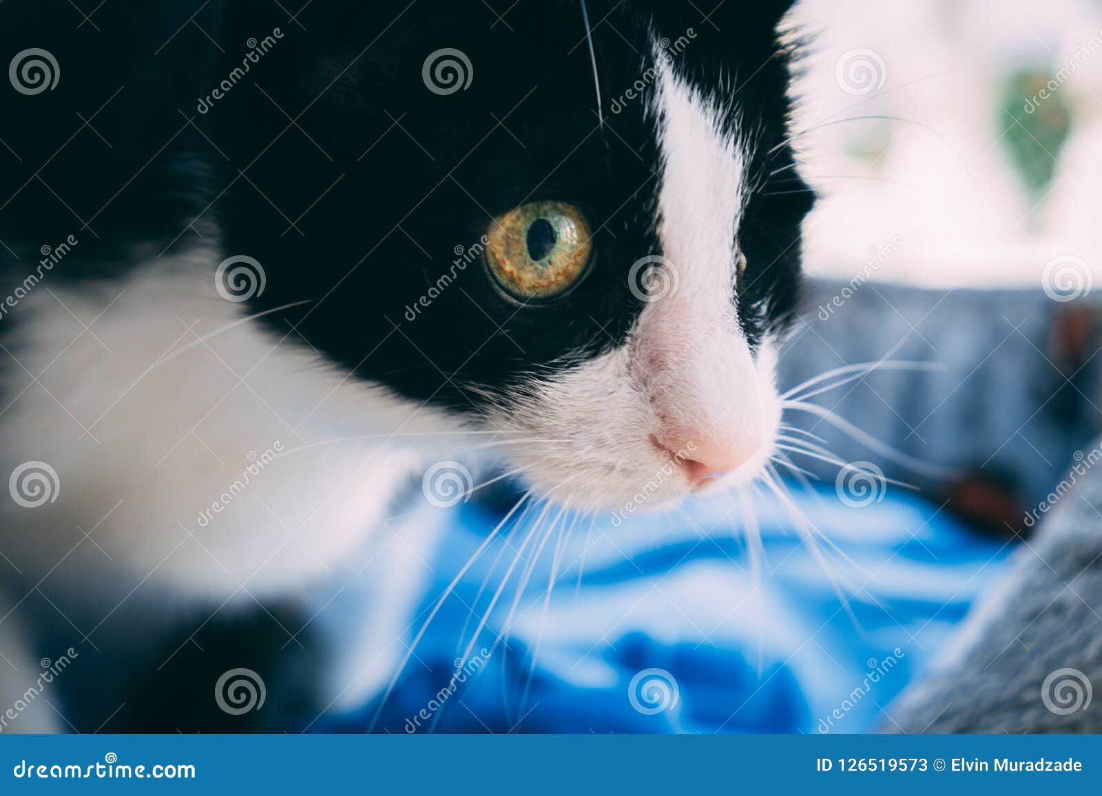 Head of an one eyed cat. stock image. Image of close - 126519573