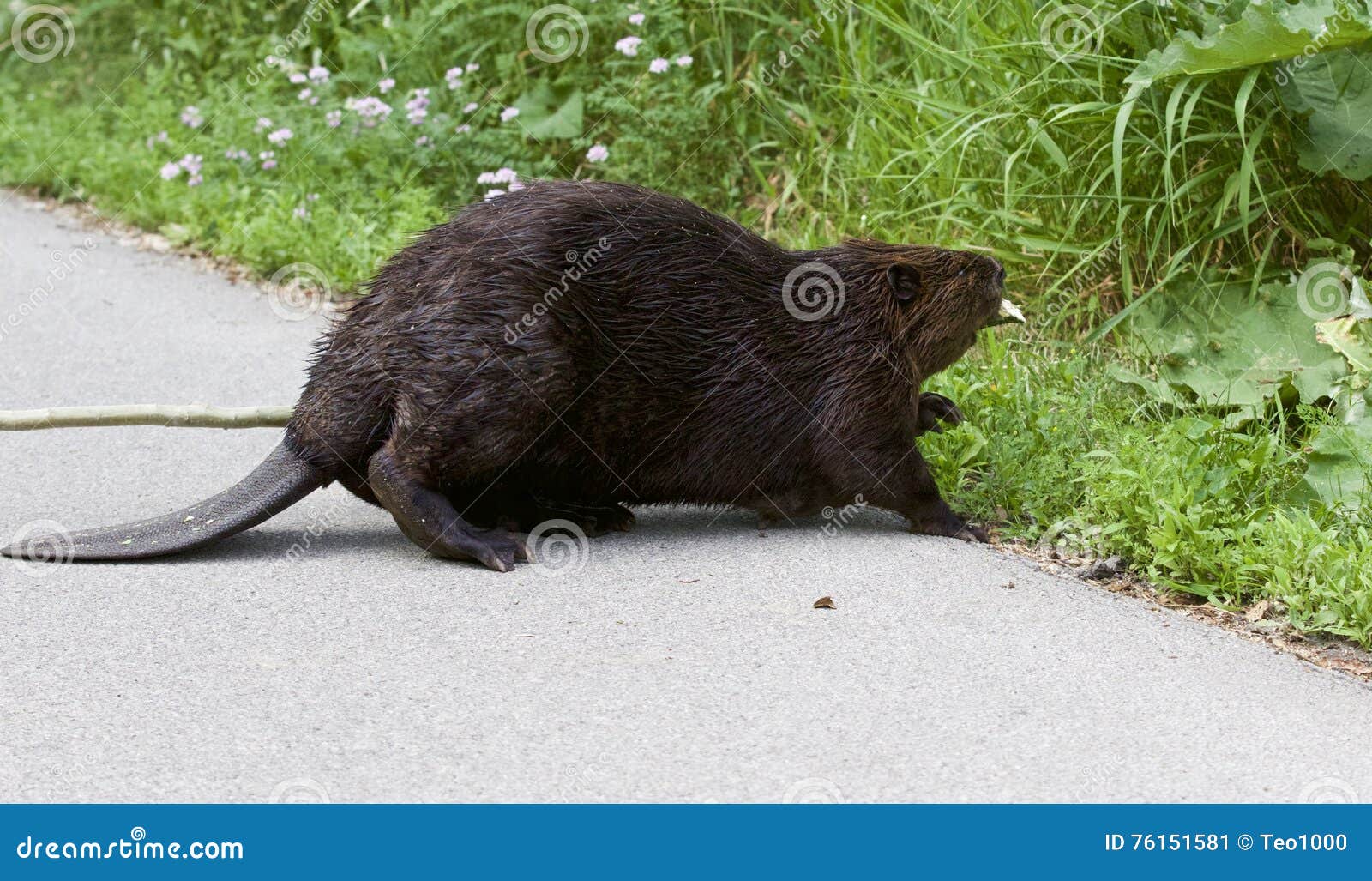 Close Image with a Canadian Beaver Entering the Grass Stock Image ...