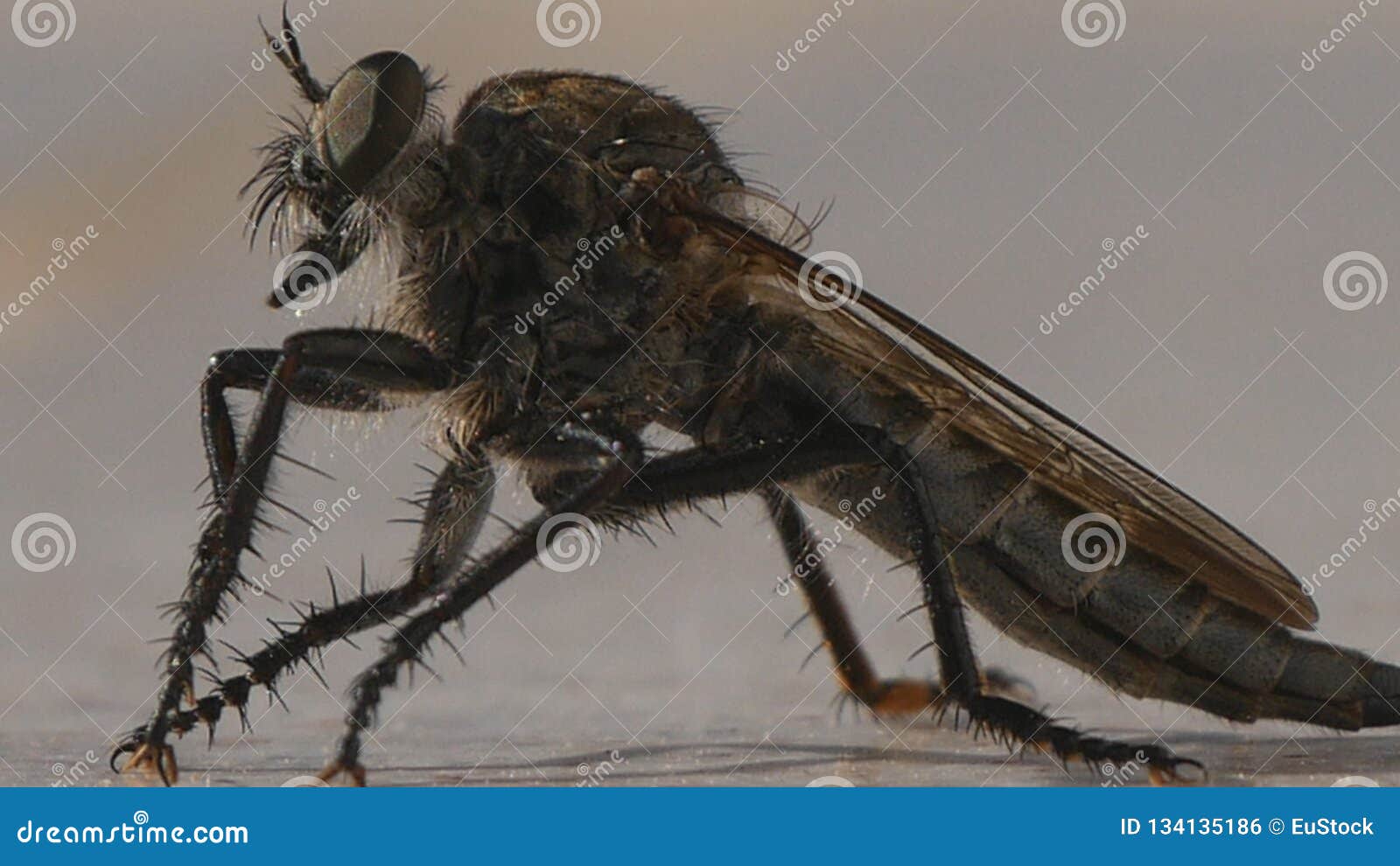 Close Image Cicada Bug Small Insect Which Make Annoying Sound in Hot ...