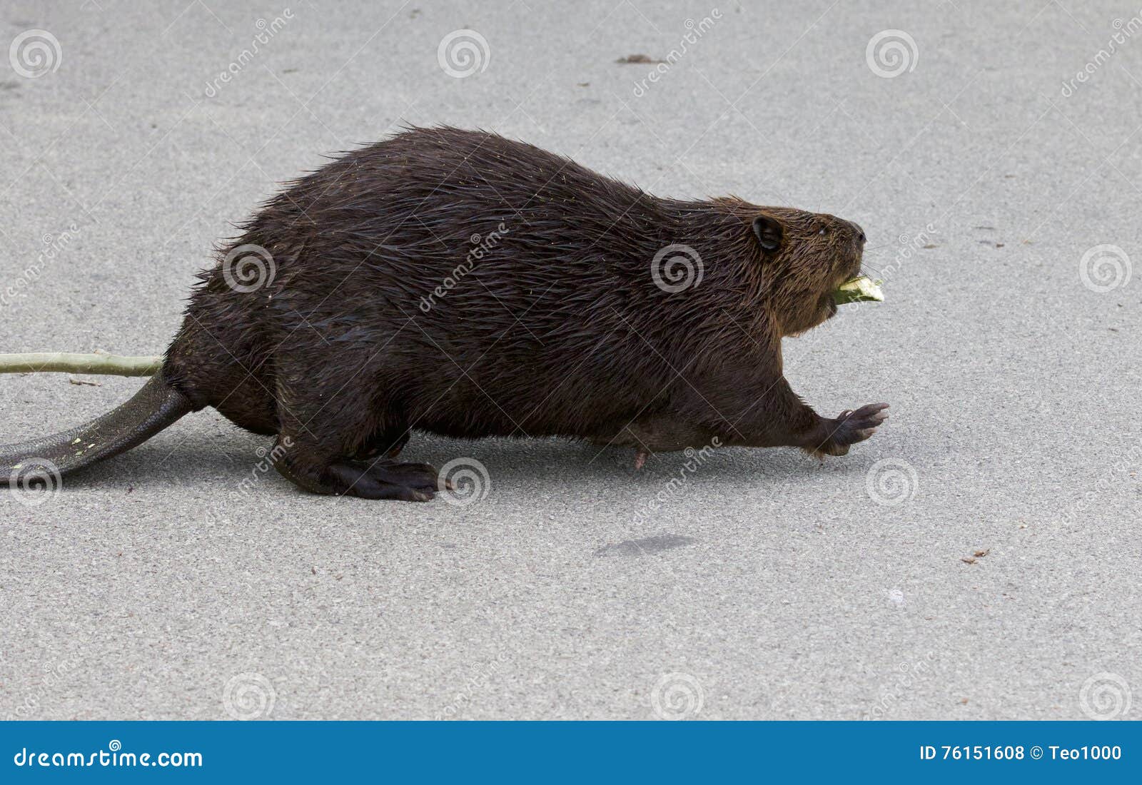 Close Image with a Funny Canadian Beaver Stock Photo - Image of build ...