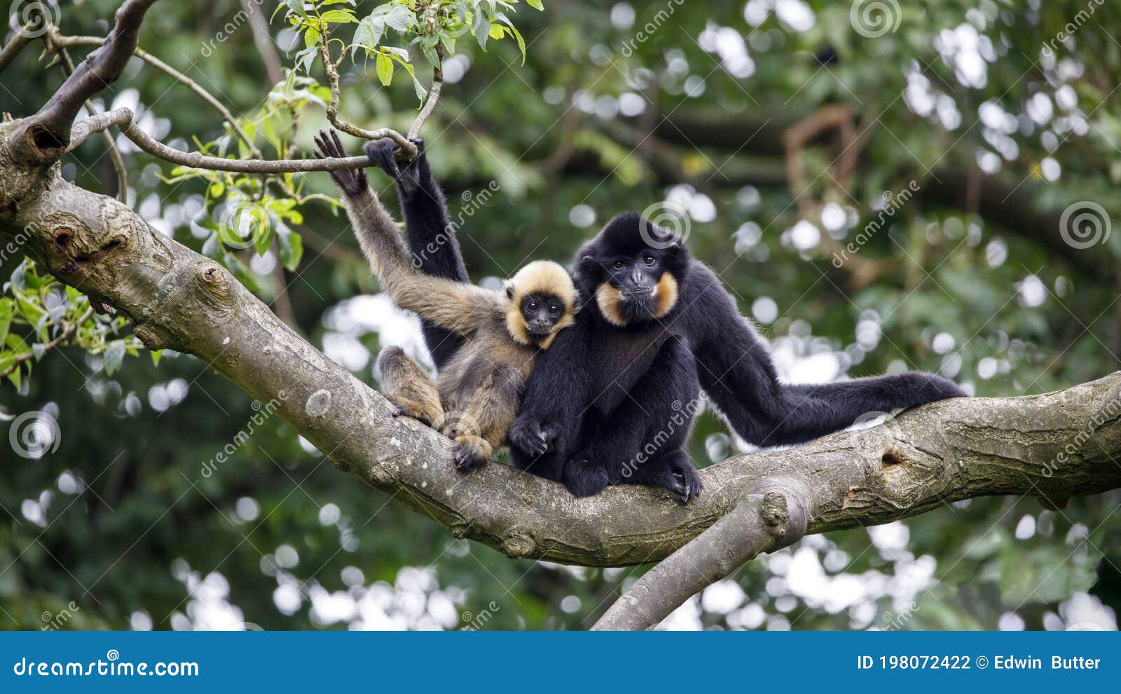 Close Image of a Gibbon Nomascus Gabriellae Stock Photo - Image of ...