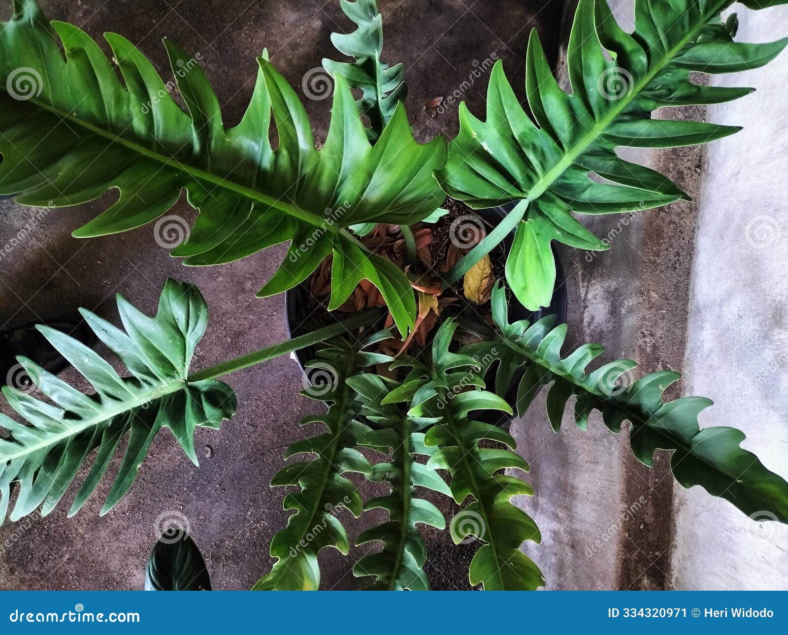 Close Image of Philodendron, a Beautiful House Plant with Unique Leaf ...