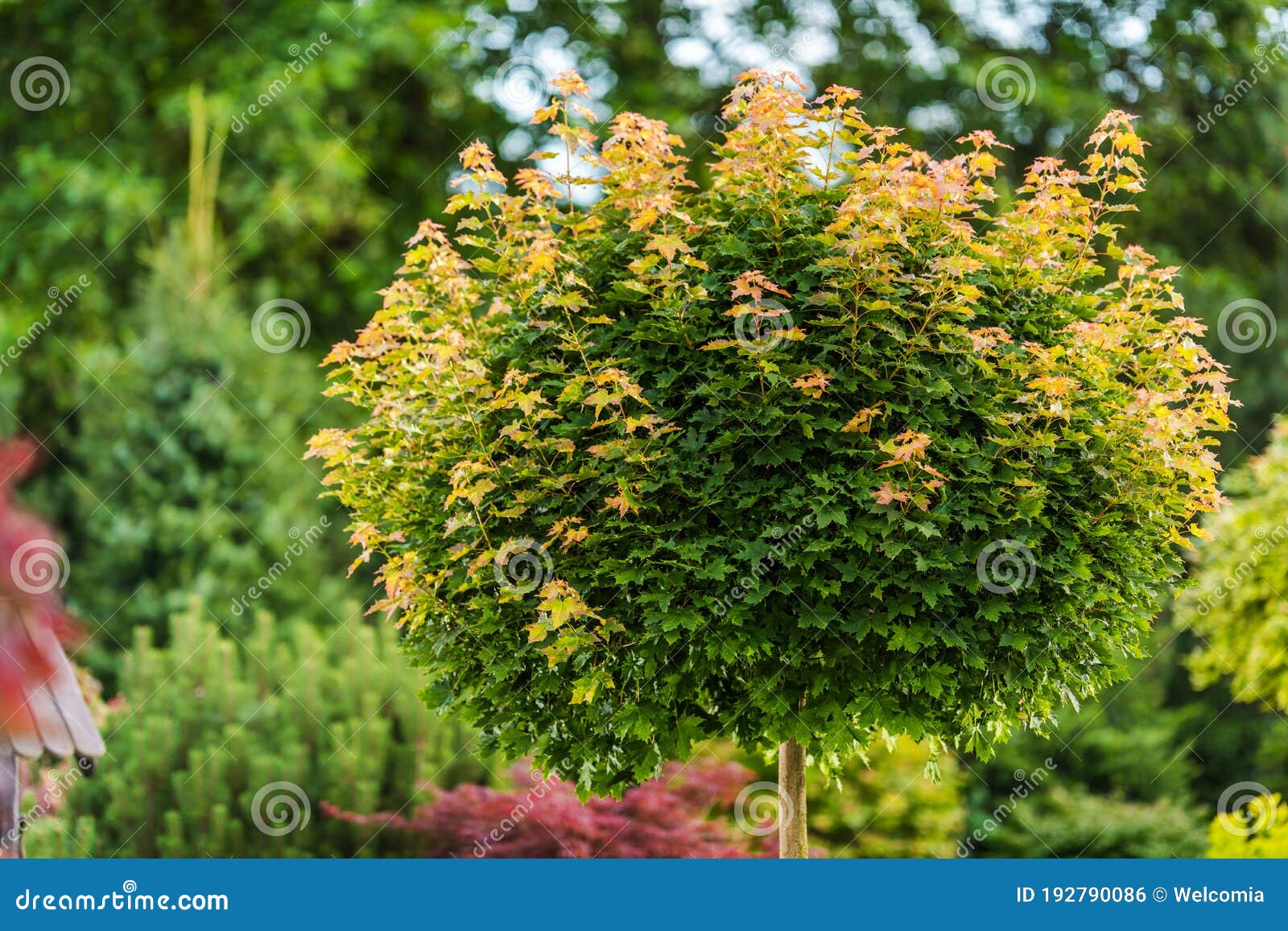 Close Image of Single Small Tree Stock Photo - Image of landscape ...