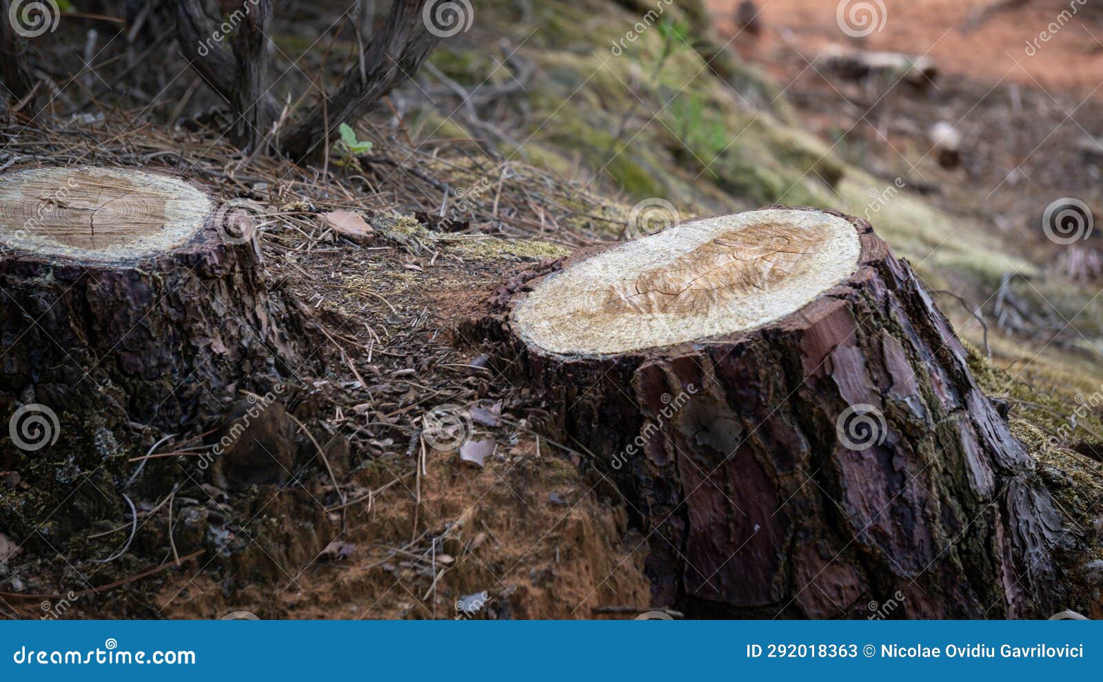Close Image of Two Tree Stumps Stock Image - Image of pine, energy ...