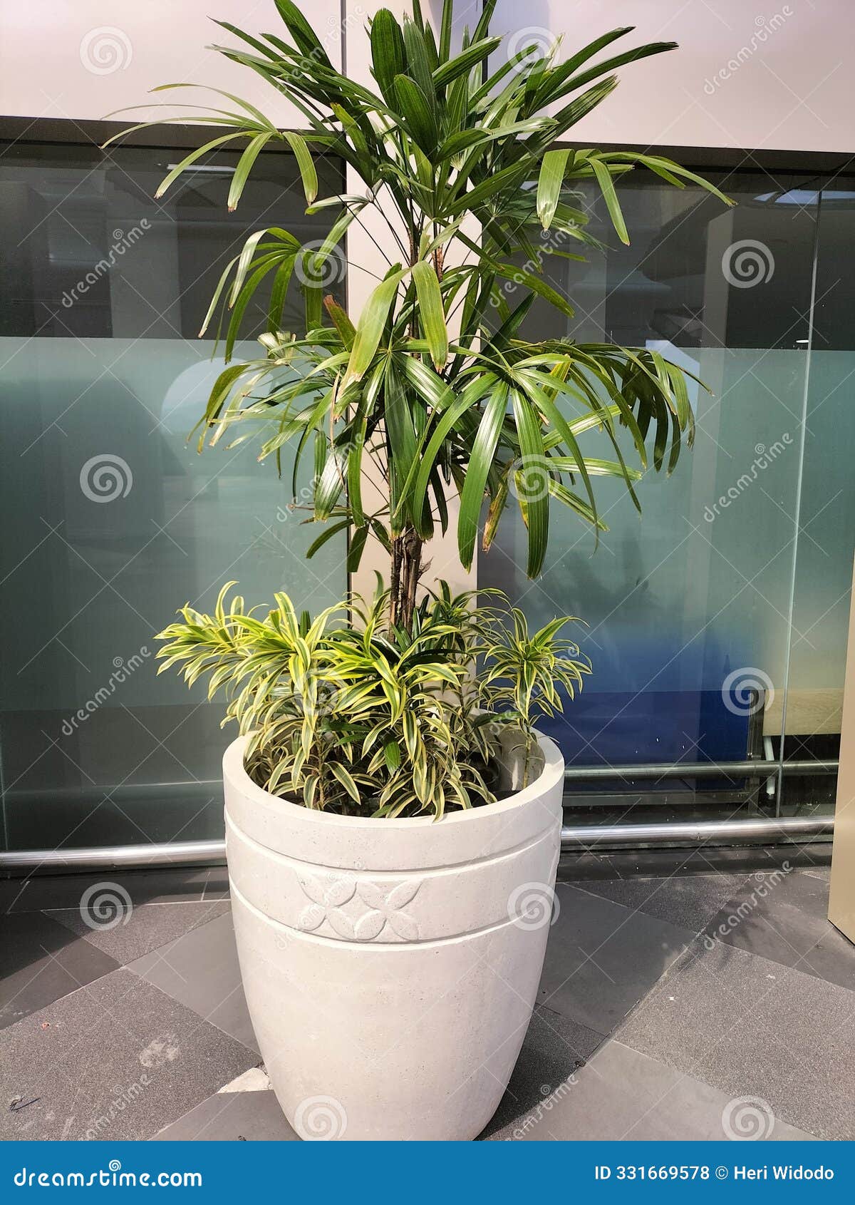 Close Image of White Pot with Two Different House Plants: Rhapis ...