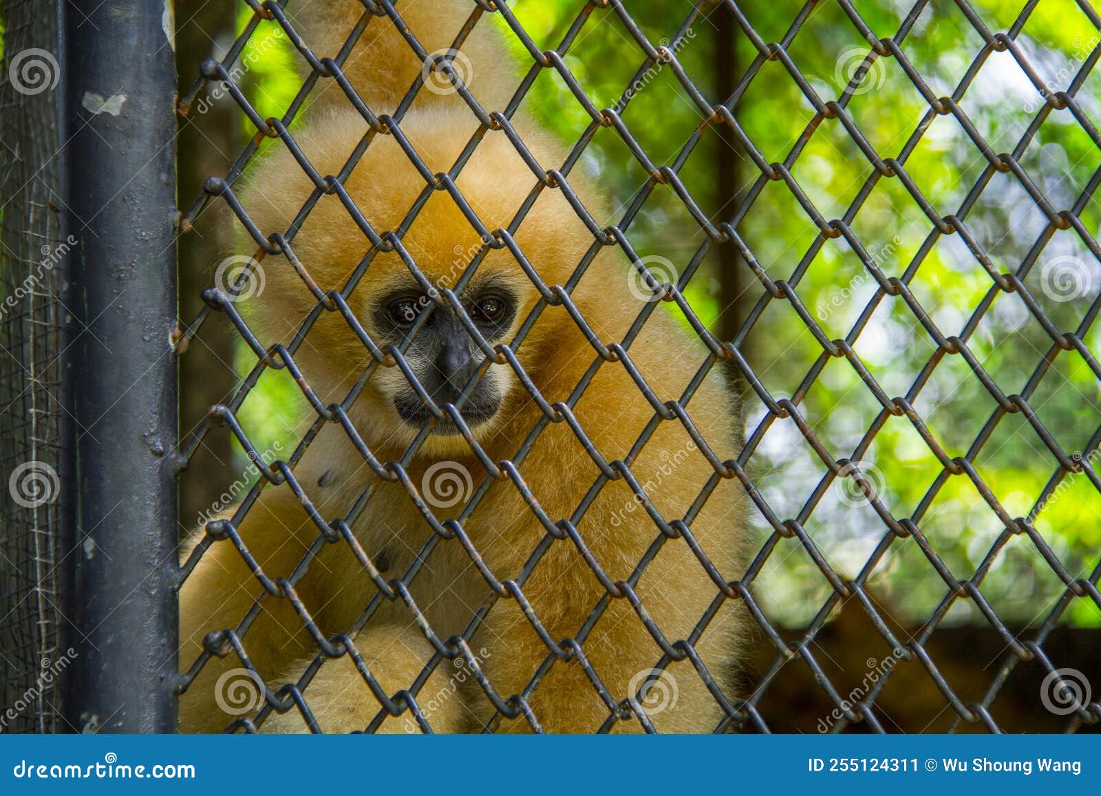 Close, Iron Cage, Monkey, Wild Animal, Evil Stock Image - Image of ...