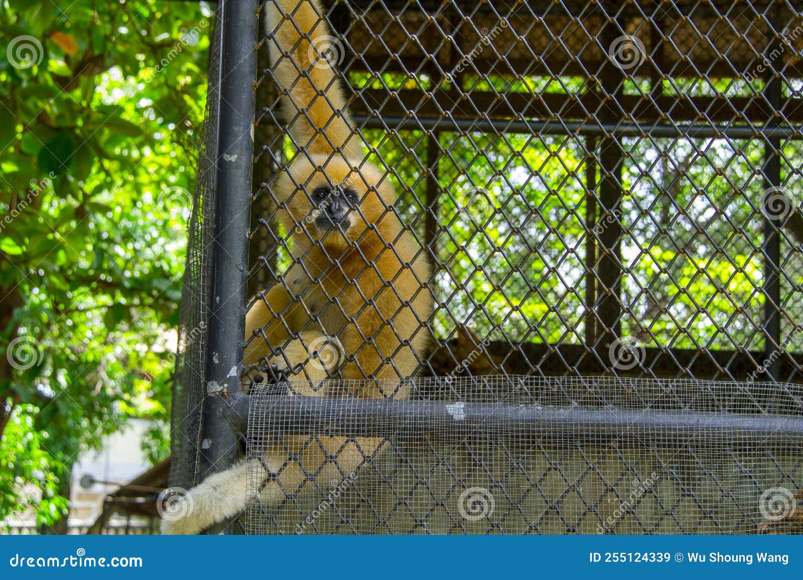 Close, Iron Cage, Monkey, Wild Animal, Evil Stock Image - Image of ...