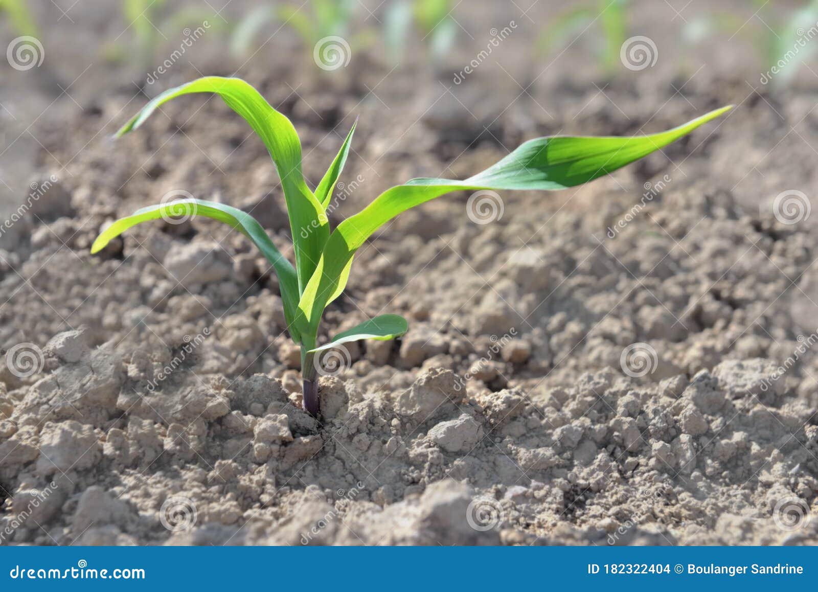 Leaf of New Maize Growing in the Dirt of a Field Stock Photo - Image of ...