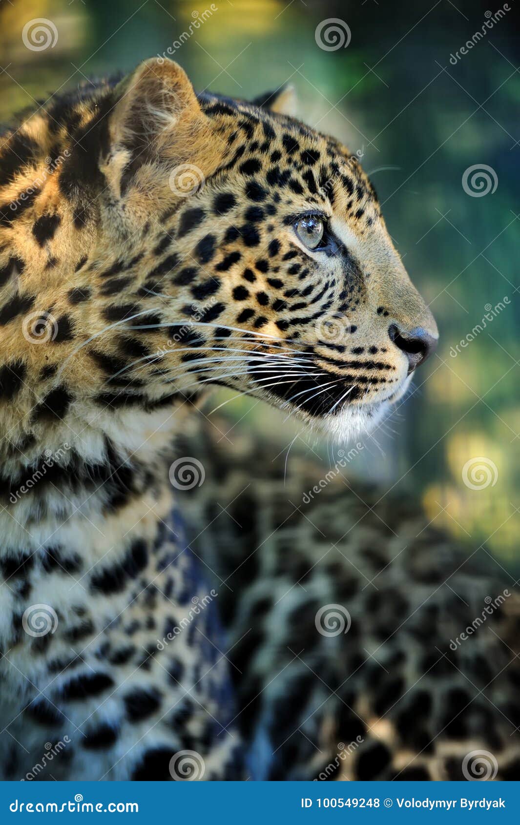 Close leopard portrait stock photo. Image of dangerous - 100549248