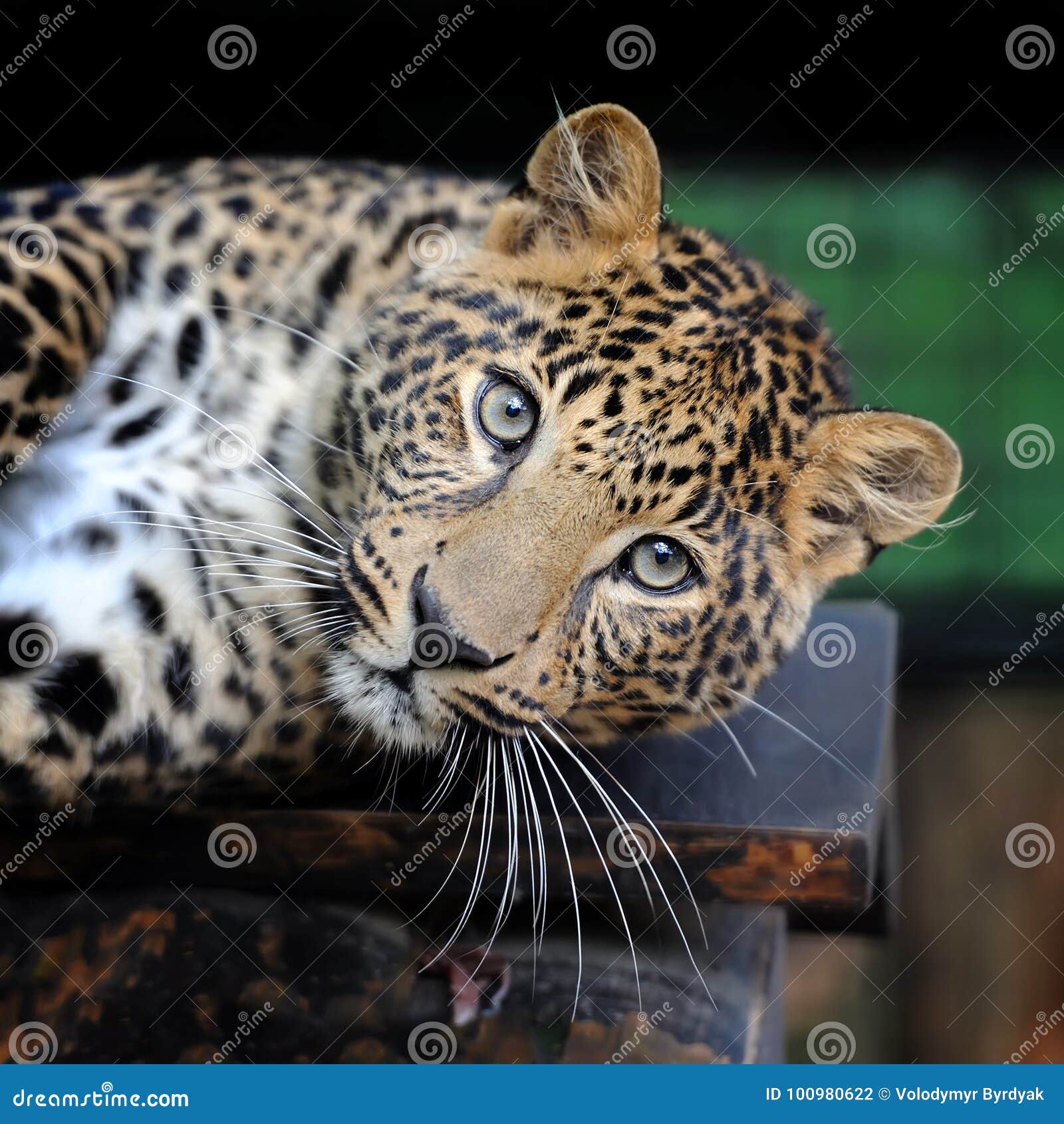 Close leopard portrait stock photo. Image of park, danger - 100980622