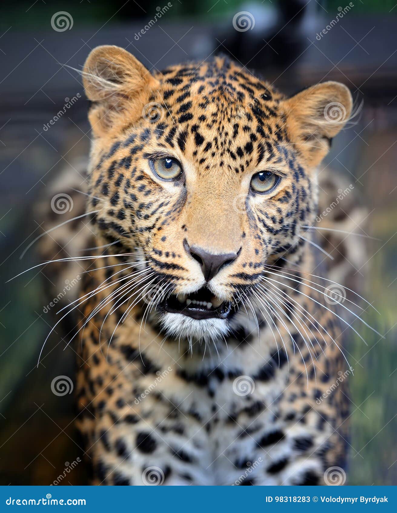 Close leopard portrait stock image. Image of panthera - 98318283