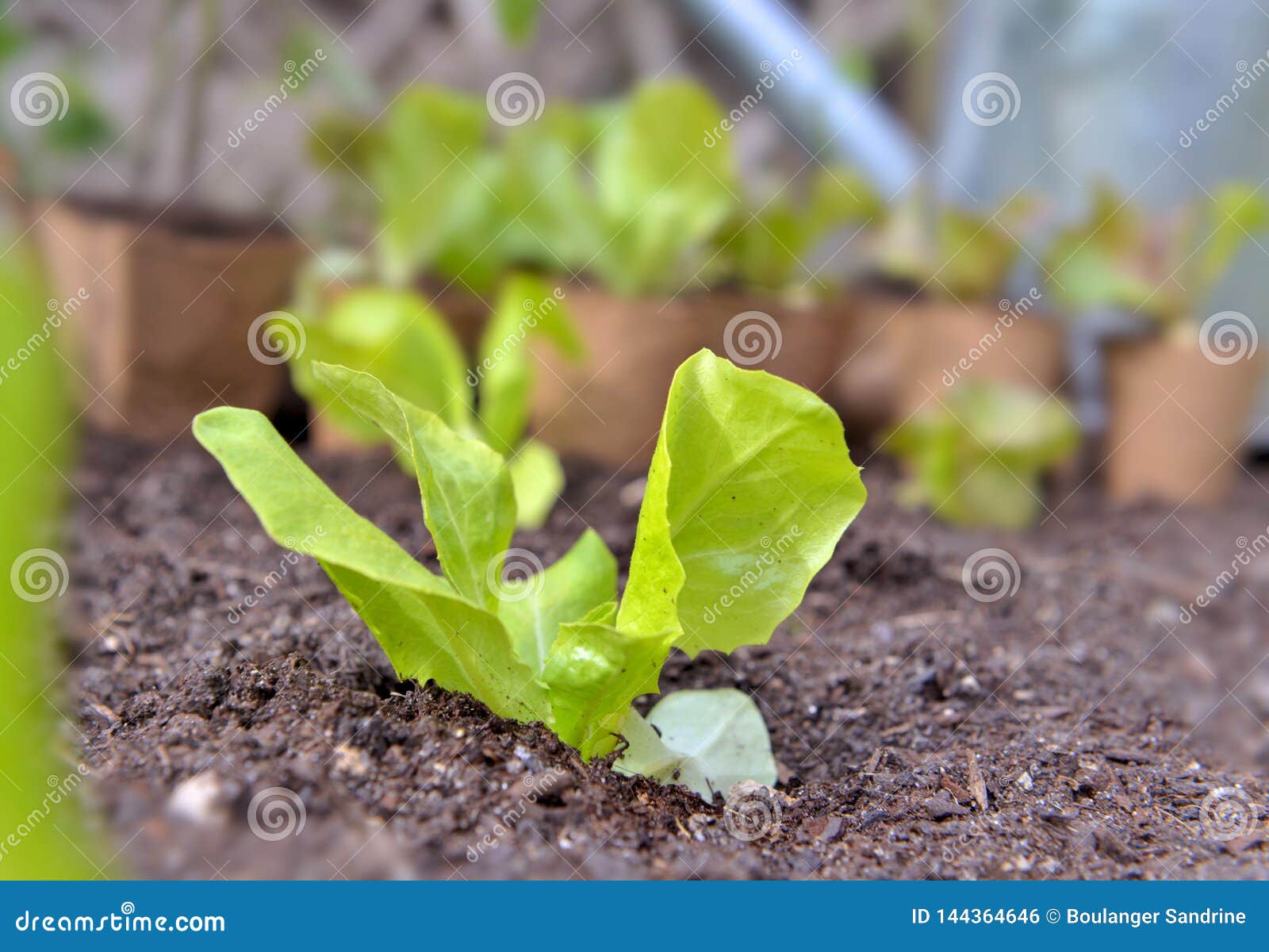 Lettuce Seedling Growing in the Soil of Vegetable Garden Stock Photo ...