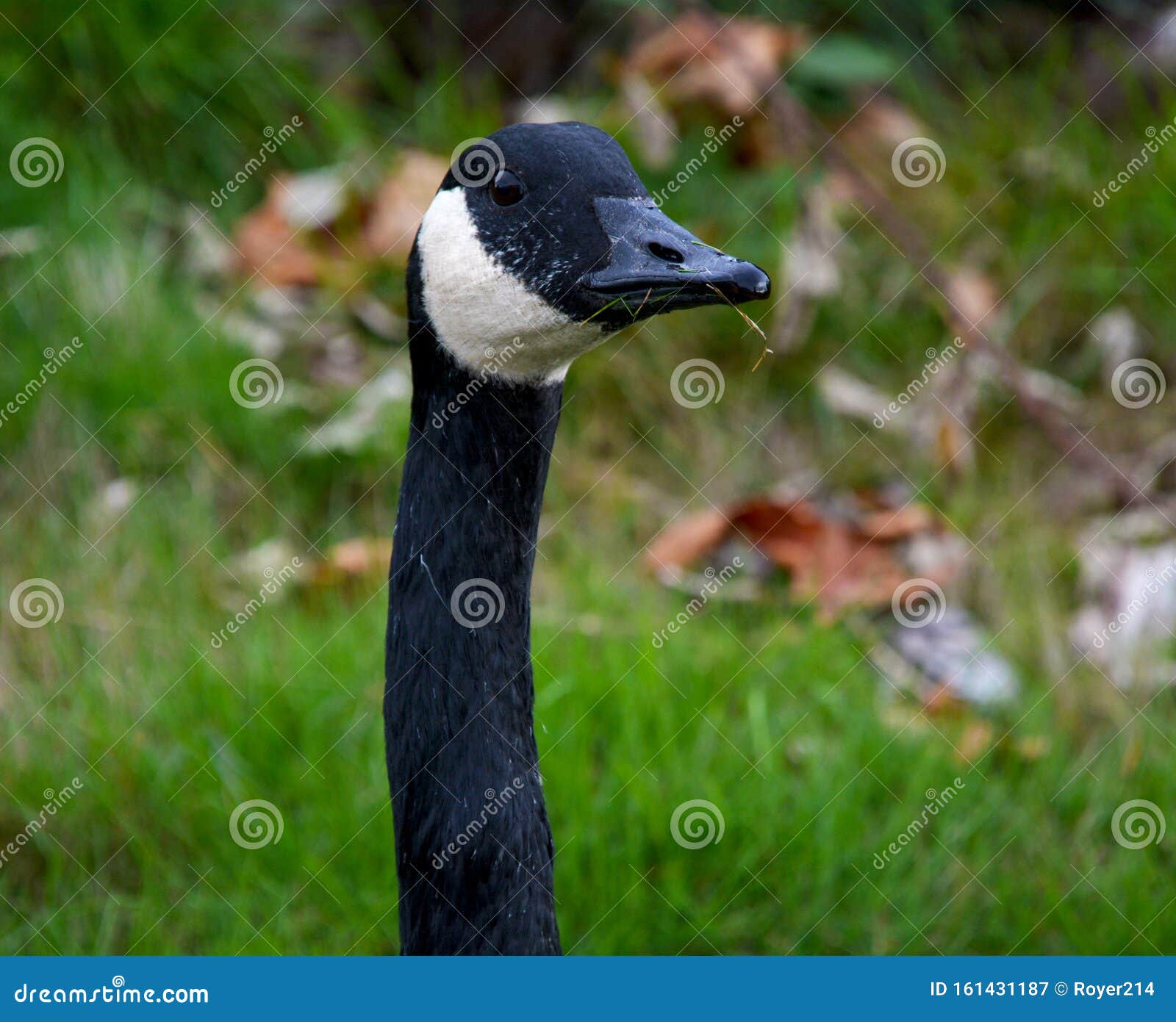 Long Neck of Canada Goose stock image. Image of feather - 161431187