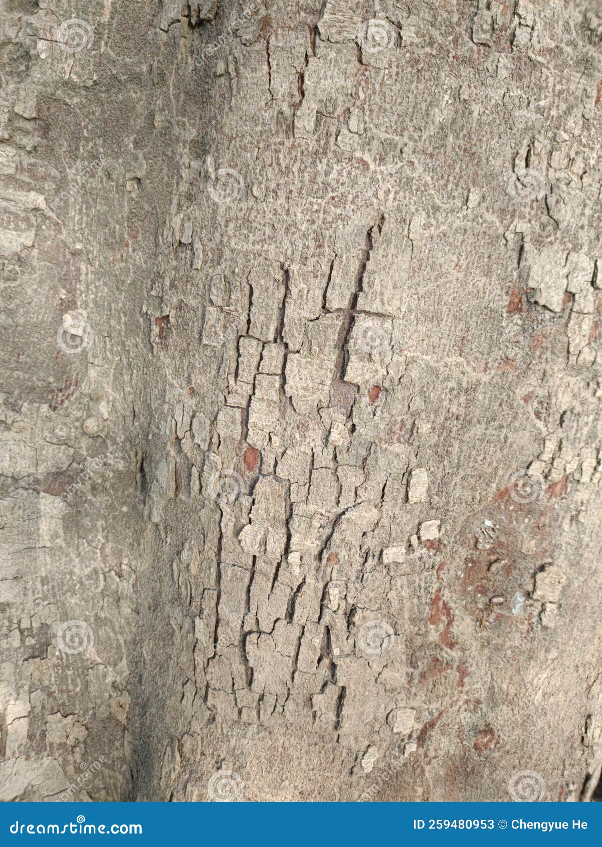 A Close Look at the Bark Texture, a Close-up of the Bark Texture Stock ...