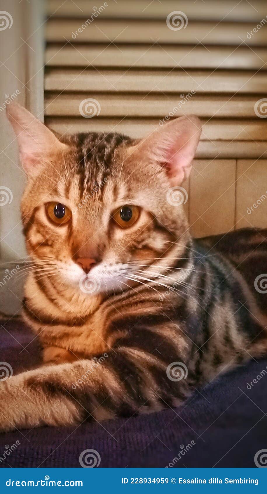 A Close Look at the Bengal Cat, Facing Forward Stock Image - Image of ...