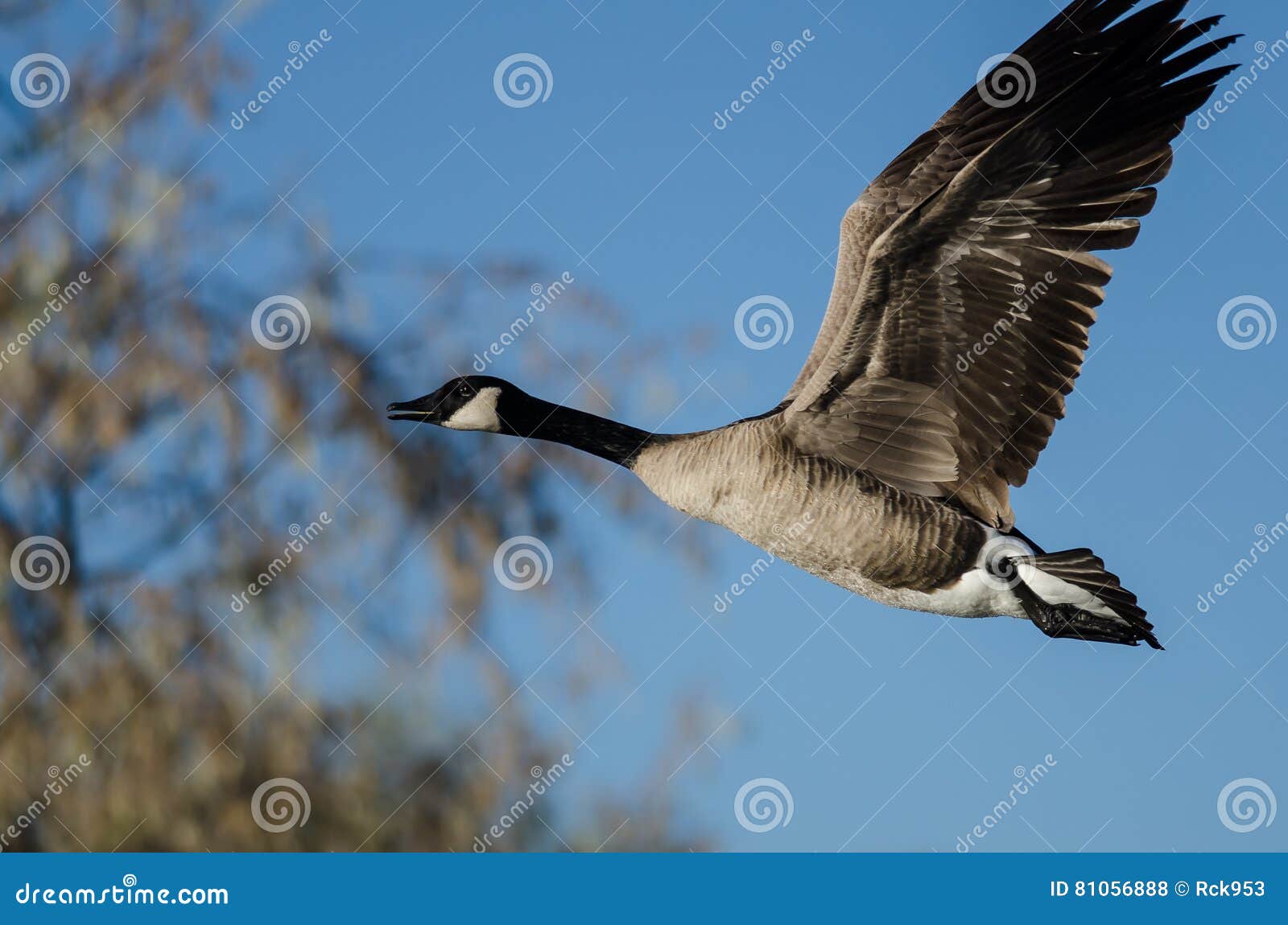Close Look at Canada Goose Flying Past the Autumn Trees Stock Photo ...