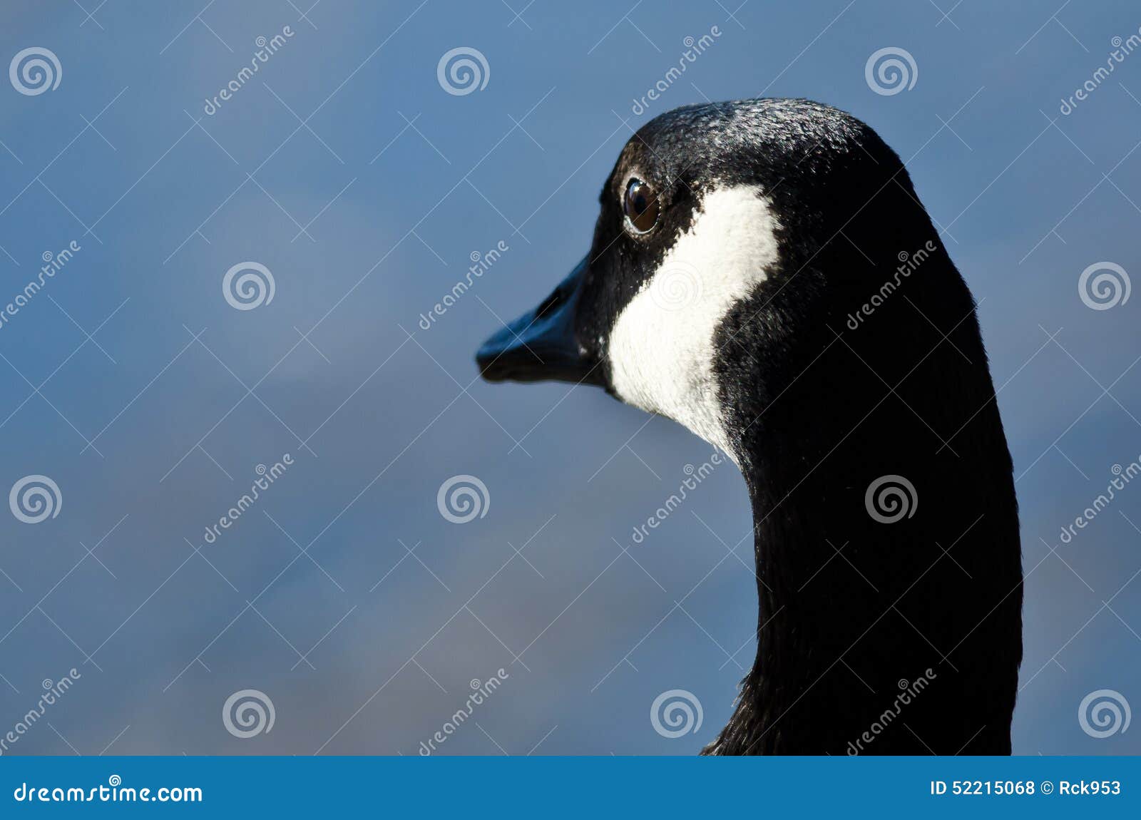 Close Look at Canada Goose Looking Out Over the Lake Stock Photo ...