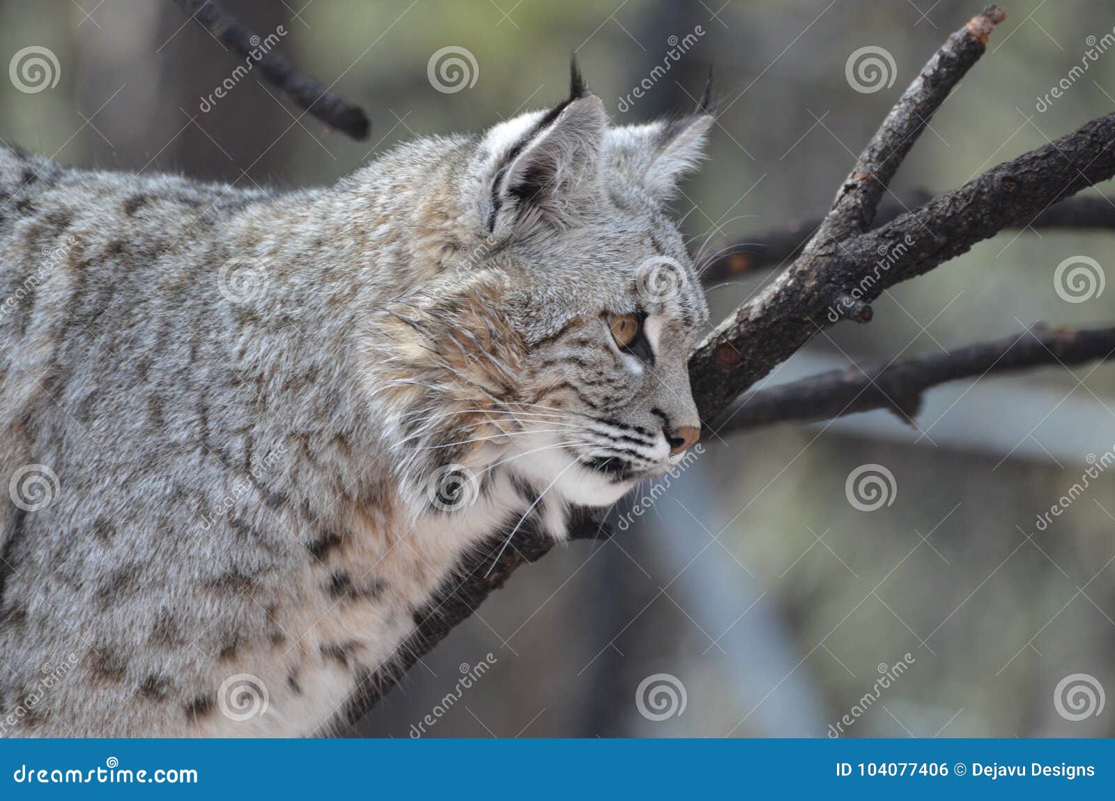 Profile of a Lynx stock photo. Image of cute, wild, prowling - 104077406