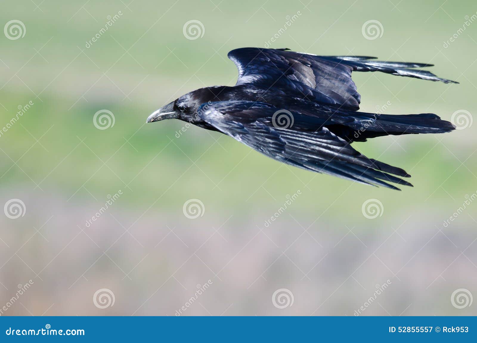 Close Look at Common Raven Flying through the Sky Stock Image - Image ...