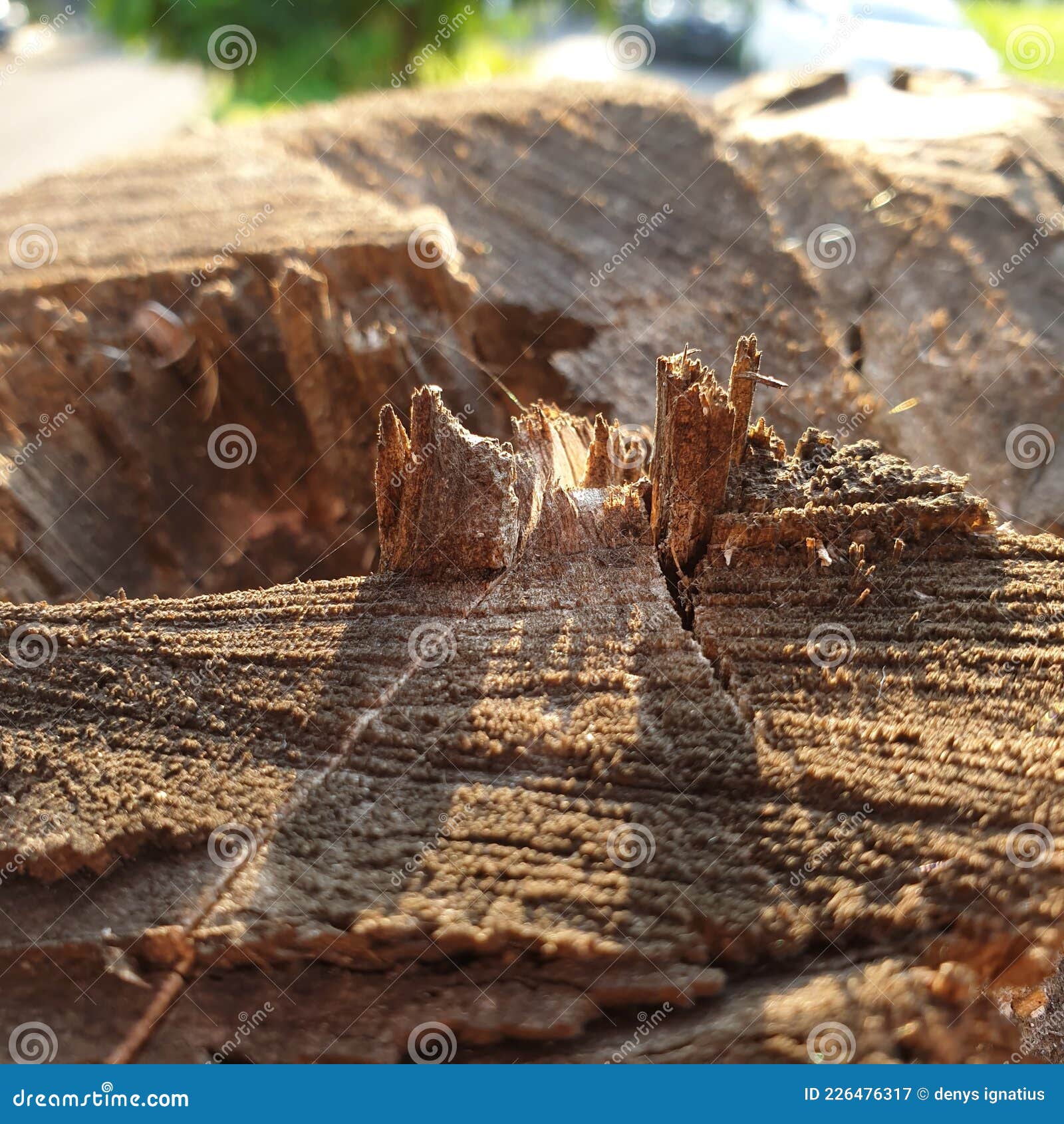 Close Look from Cutted Tree Stock Image - Image of soil, rock: 226476317