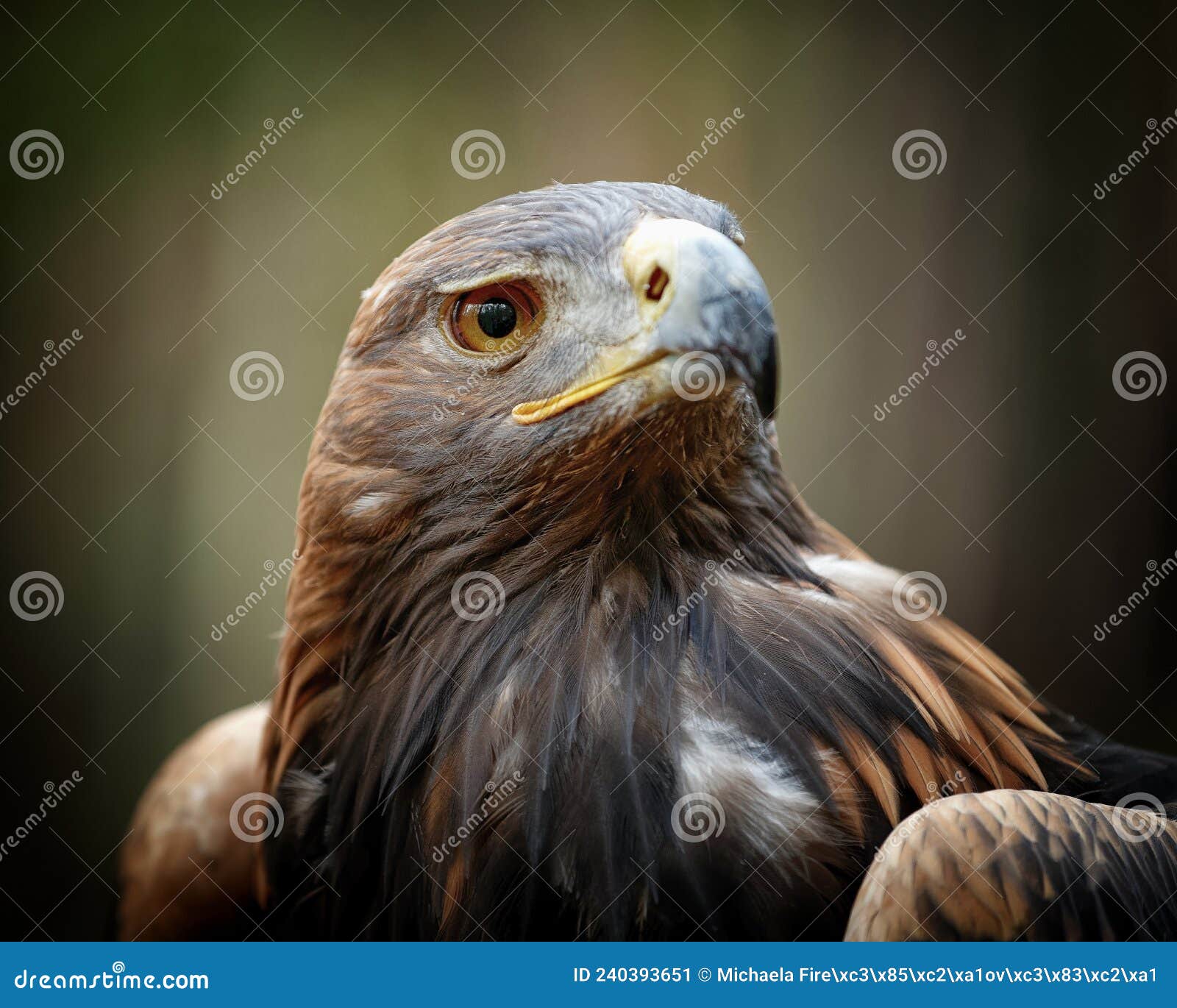 Detail of eagle face. stock image. Image of wing, birds - 240393651